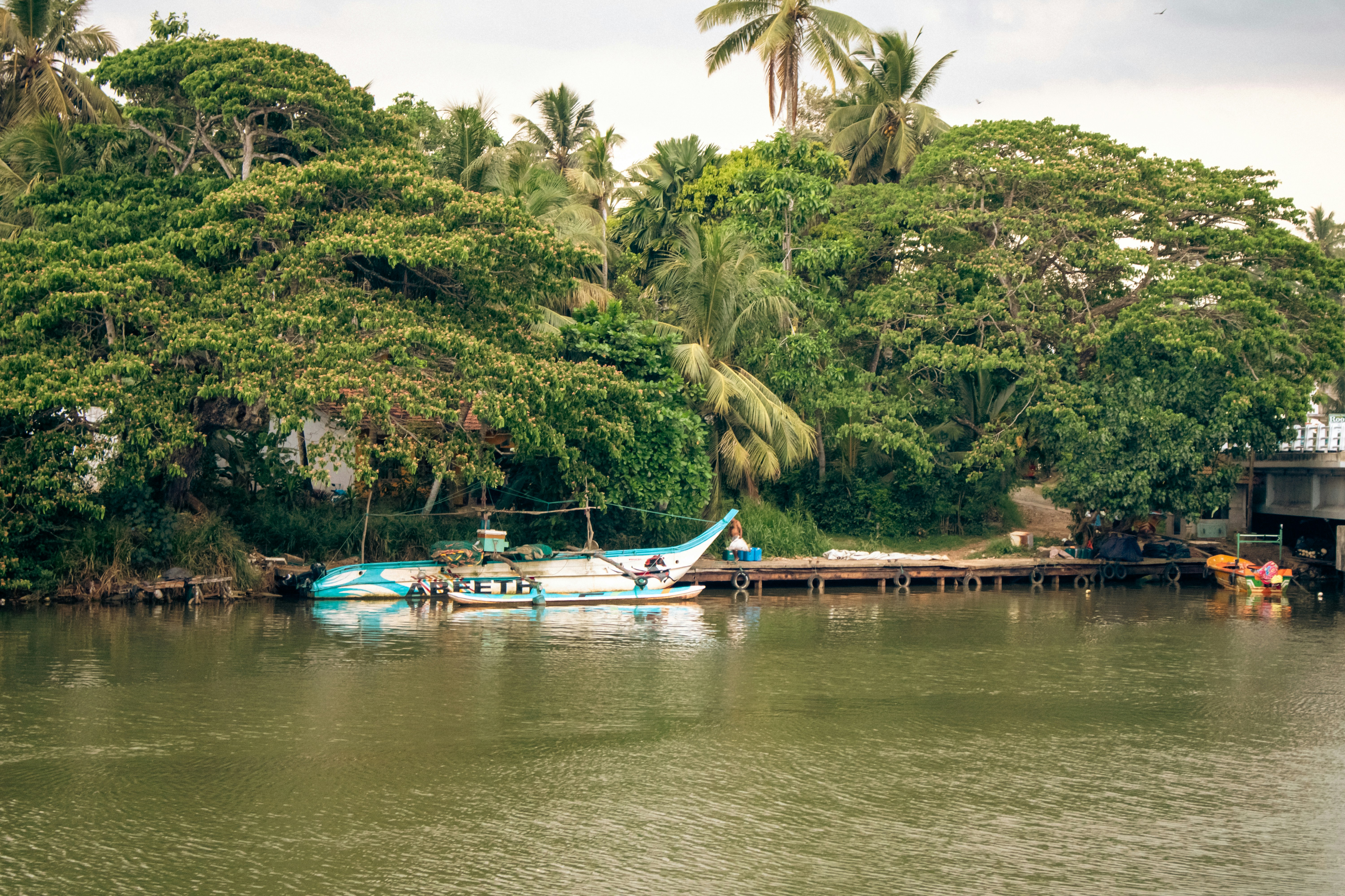 A blue and white boat is moored alongside a simple jetty on the bank of a calm backwater river in Weligama.