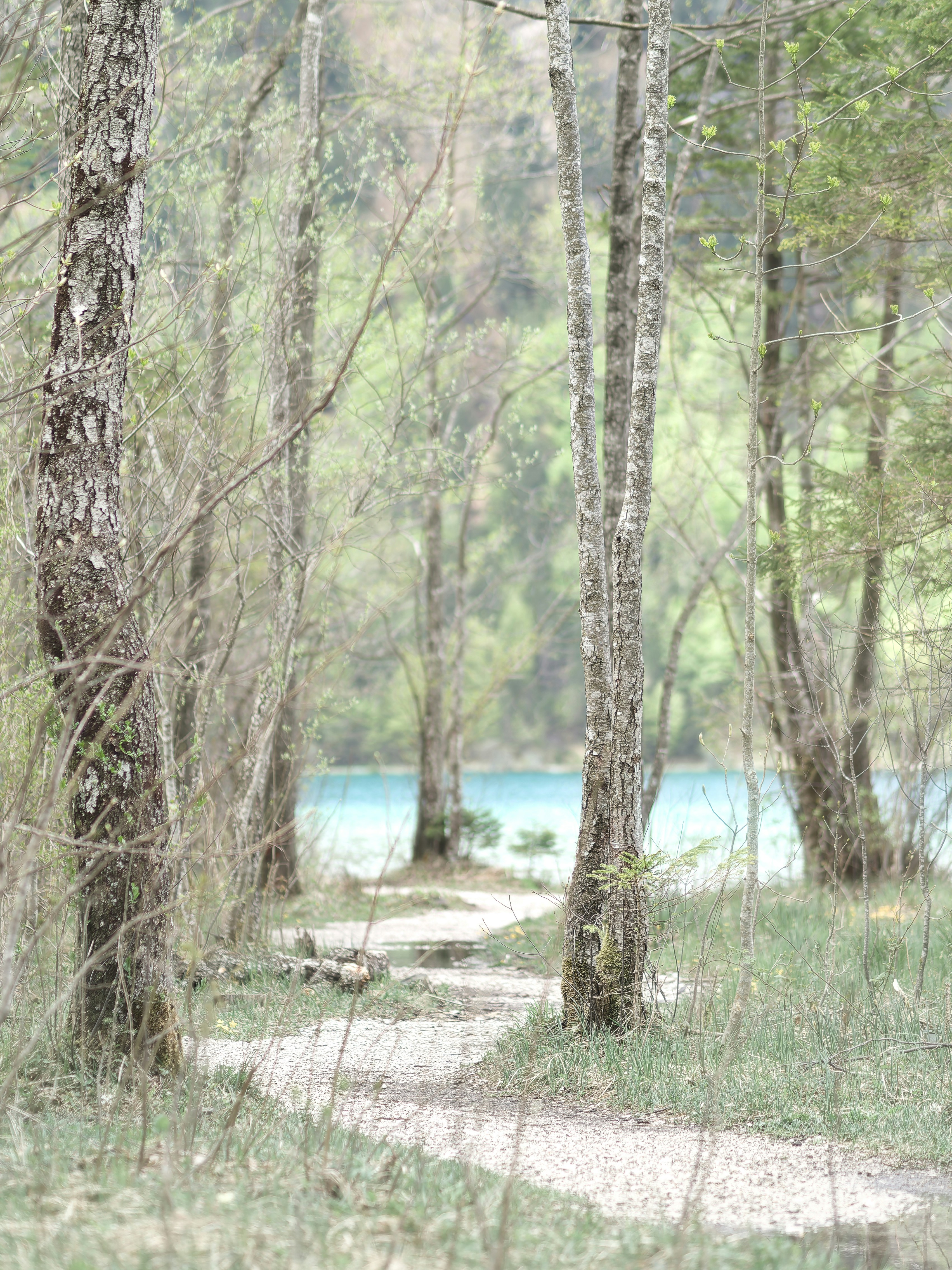 Path leads through trees to a tranquil lake. photo – Free Forest Image ...
