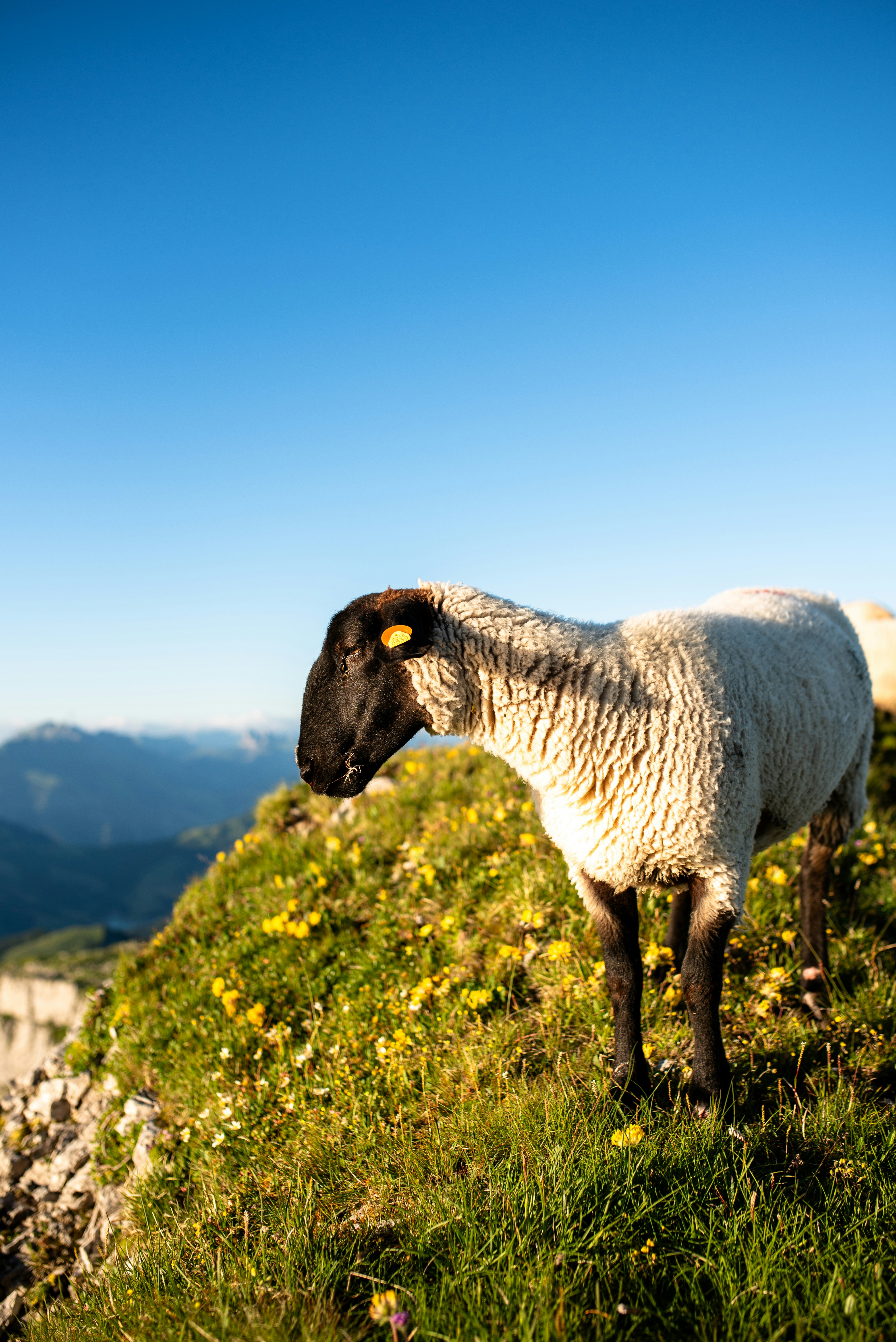 Highland Serenity: A Sheep's Perspective