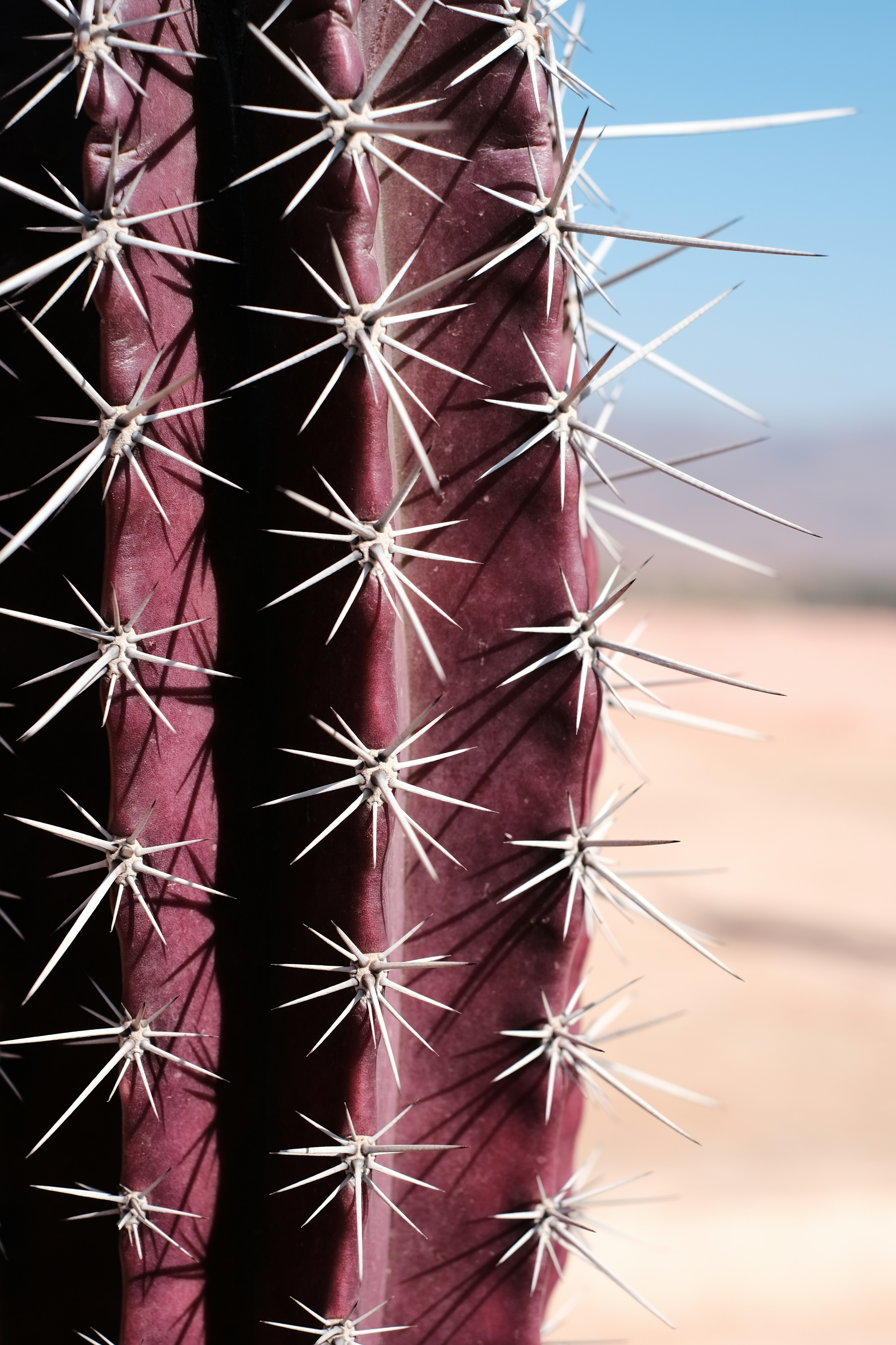 The Prickly Majesty of Desert Flora