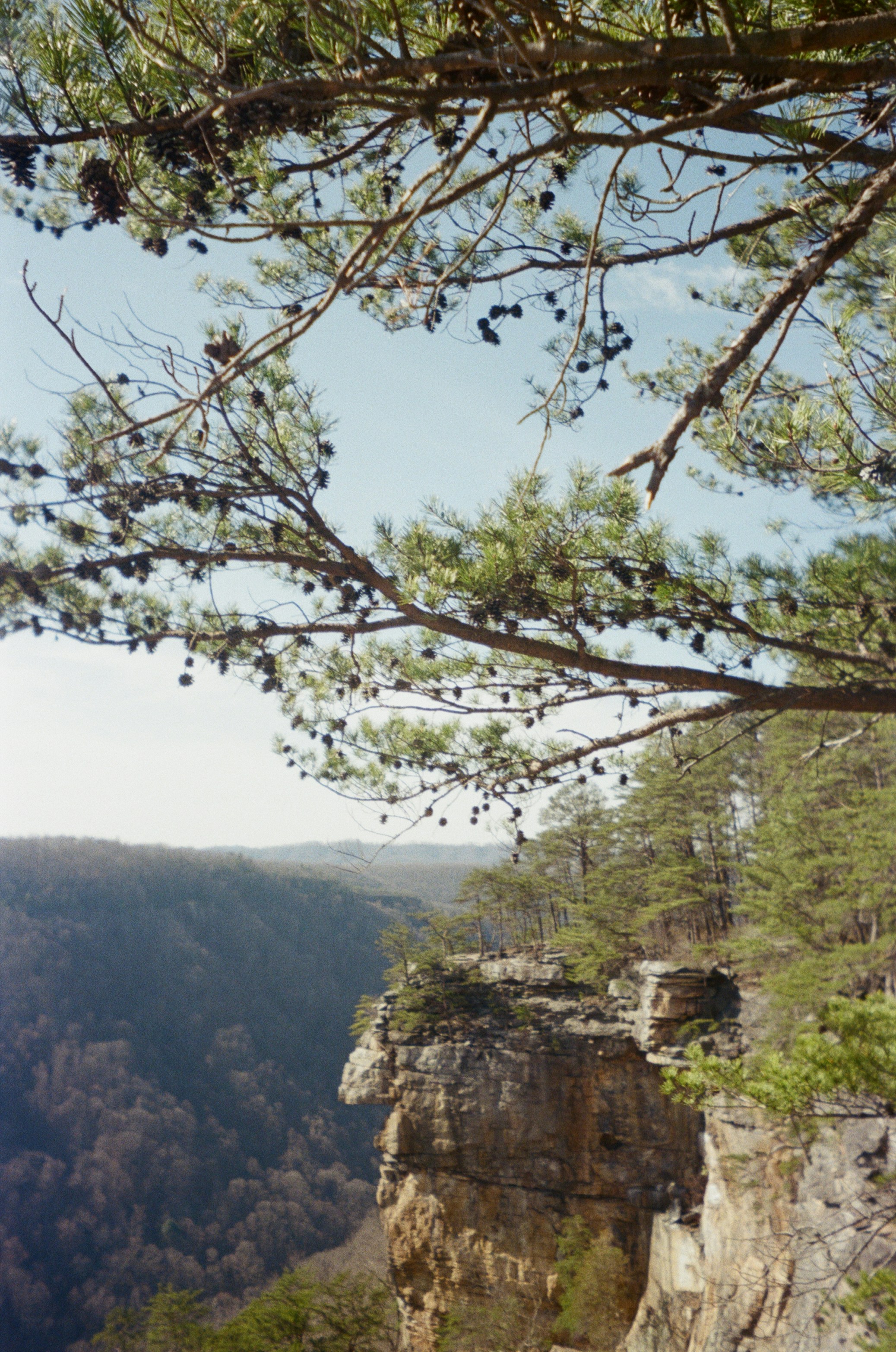 Overhanging pine branches frame a cliffside view. photo – Free Forest ...