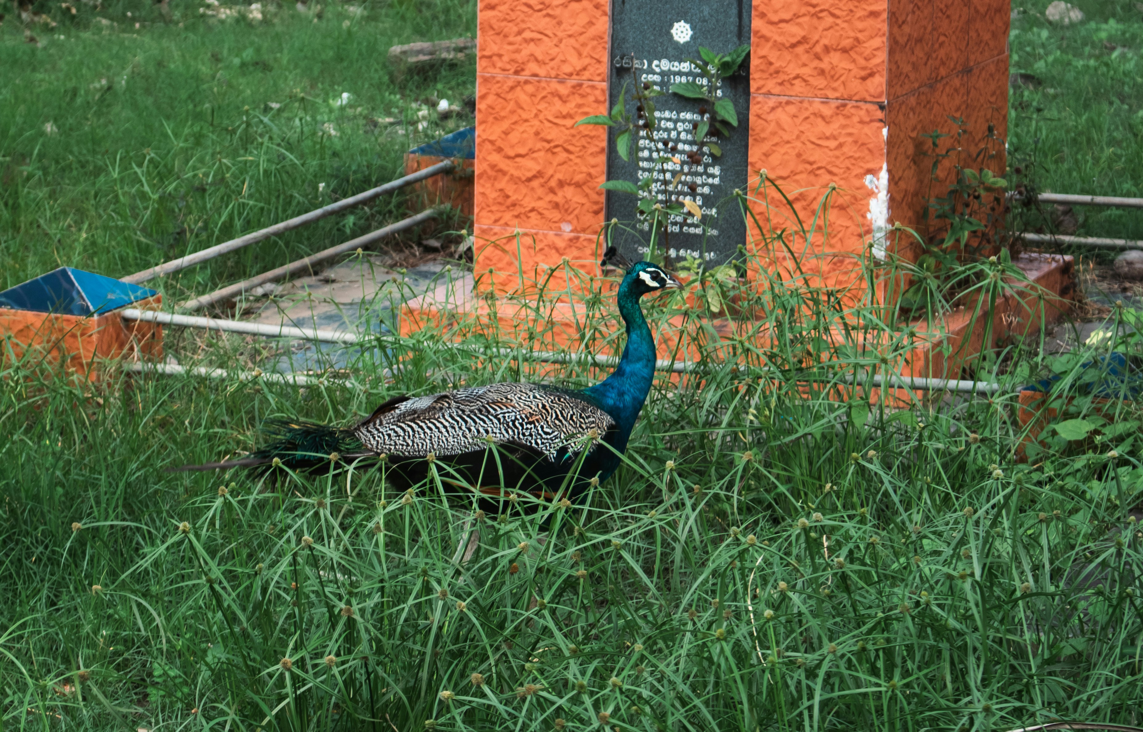 Indian peafowl with a vivid blue neck walks through lush green grass beside an orange structure.