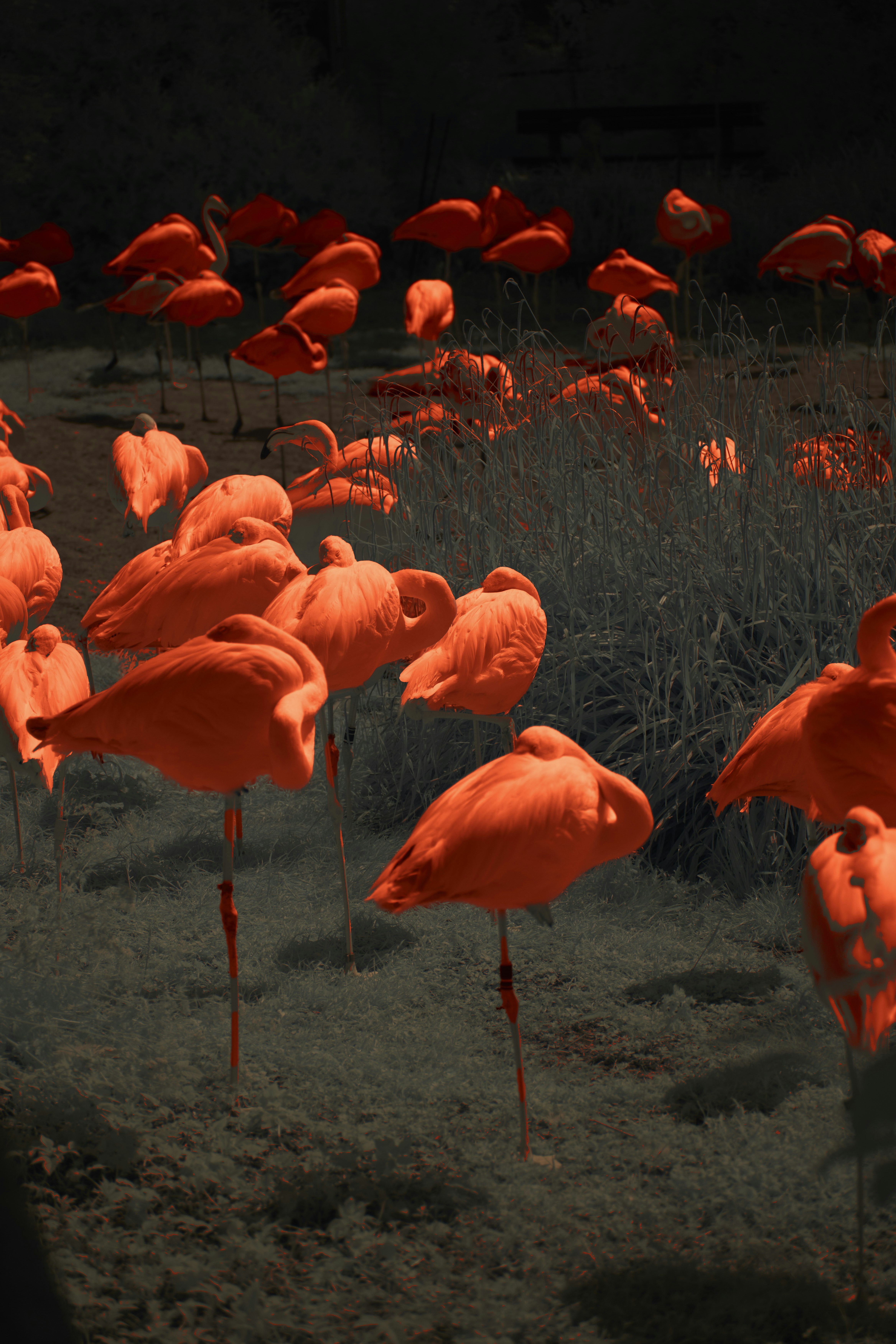 A flock of pink flamingos stands on one leg. photo – Free Animal Image ...