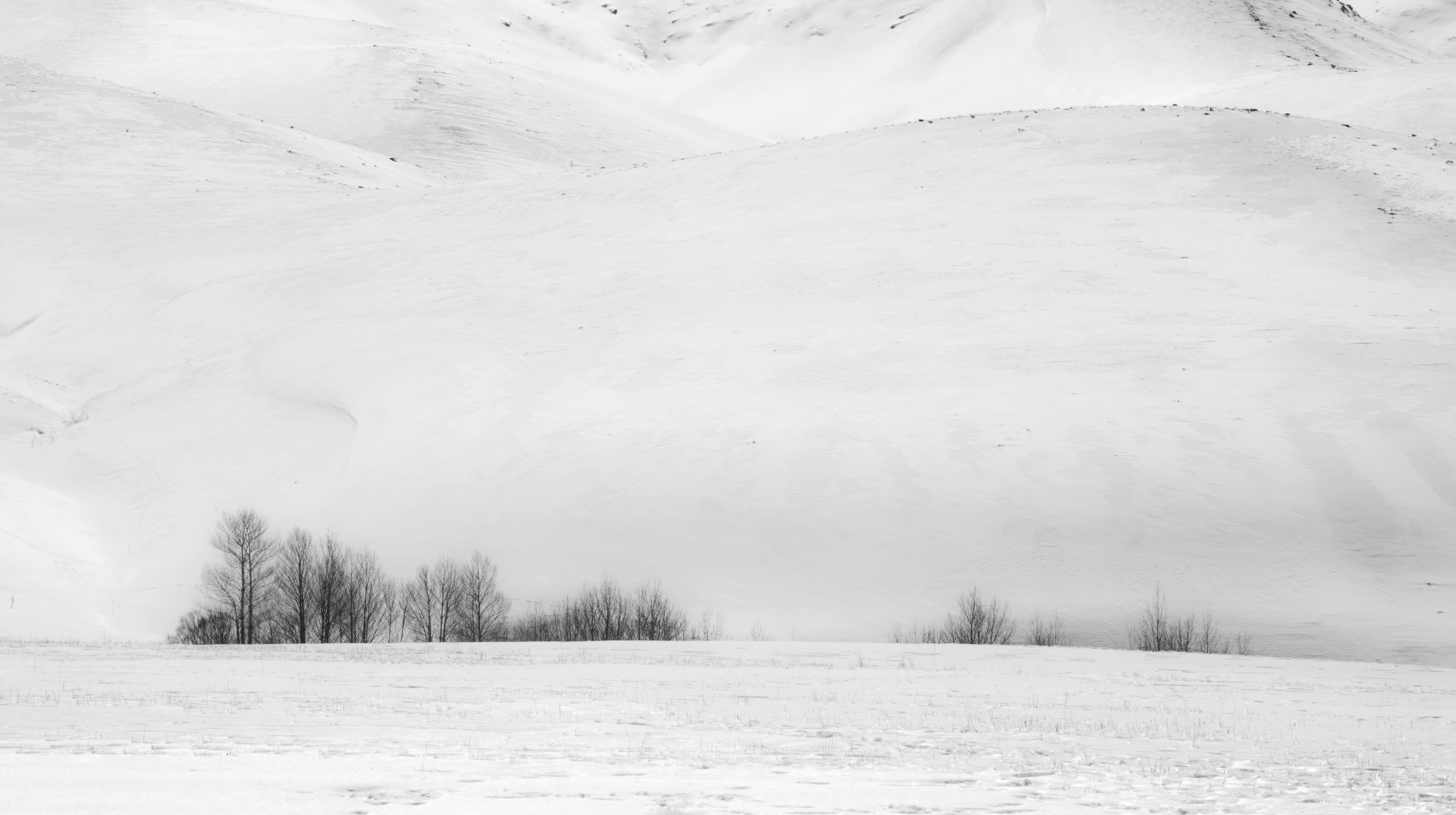 Margin of Silence: Sparse Treeline at the Edge of a White Expanse