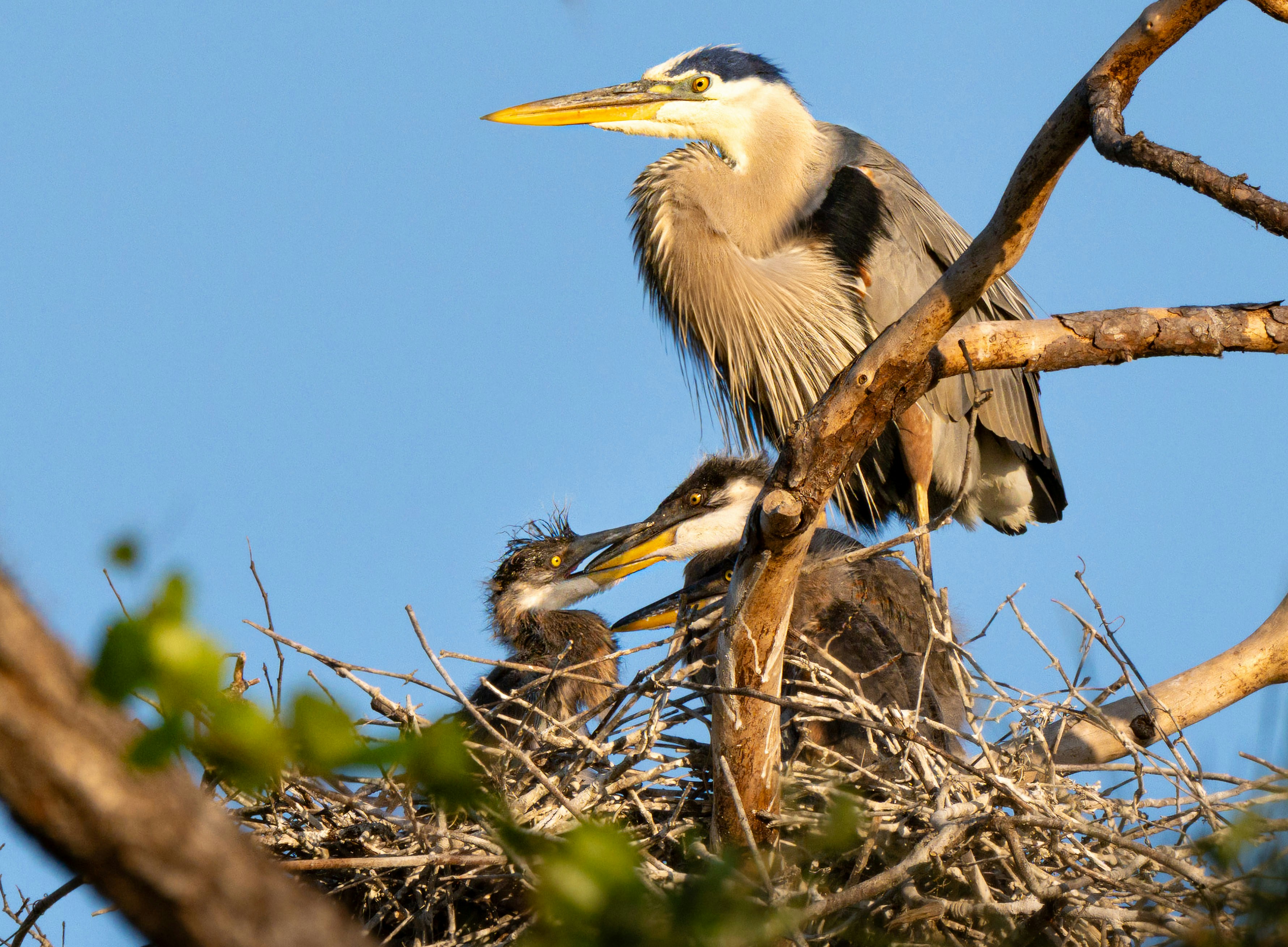 Vigil on the Nest: A Great Blue Heron Oversees Two Hatchlings in Bright Sky