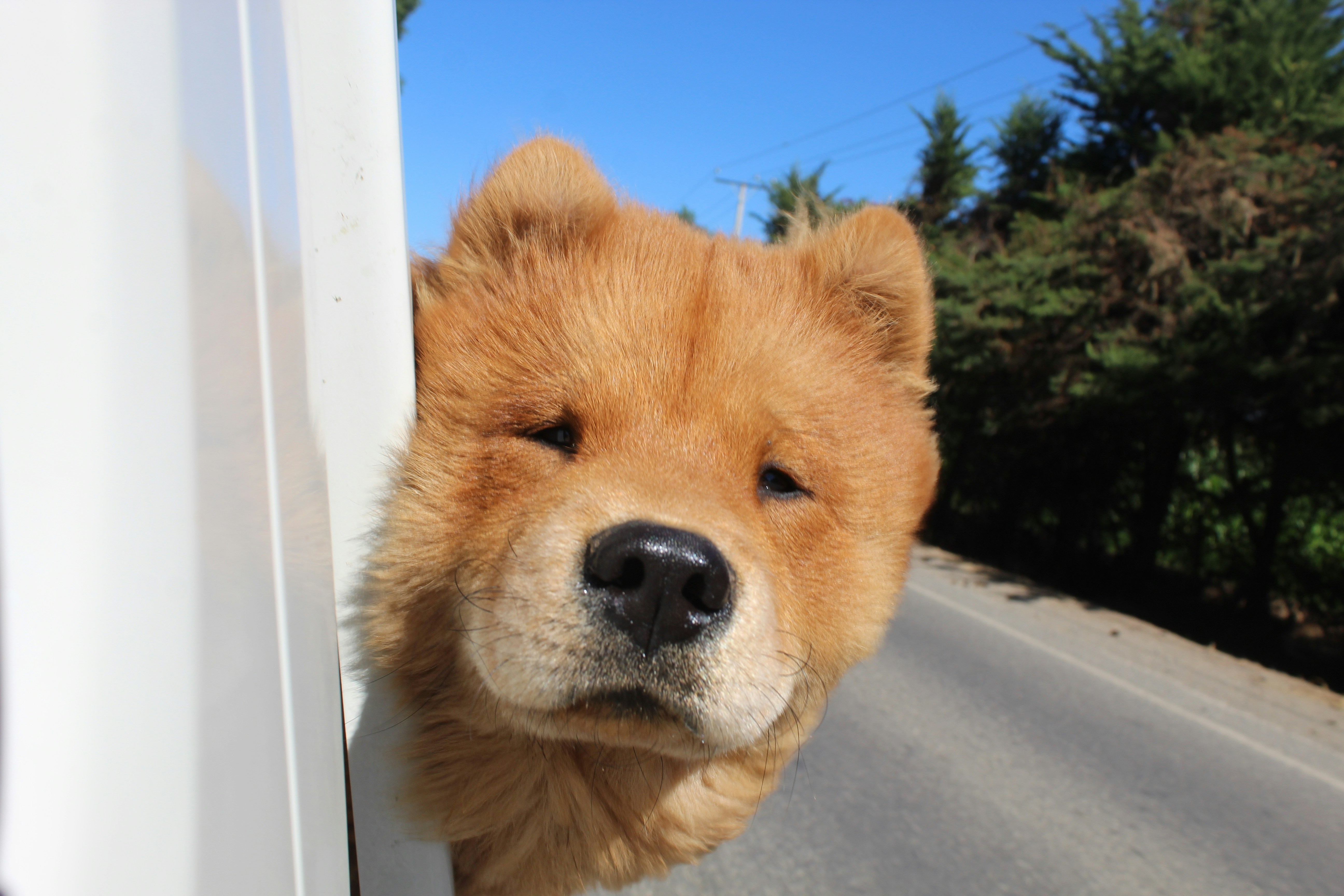 Joyful Journey: The Canine Co-Pilot