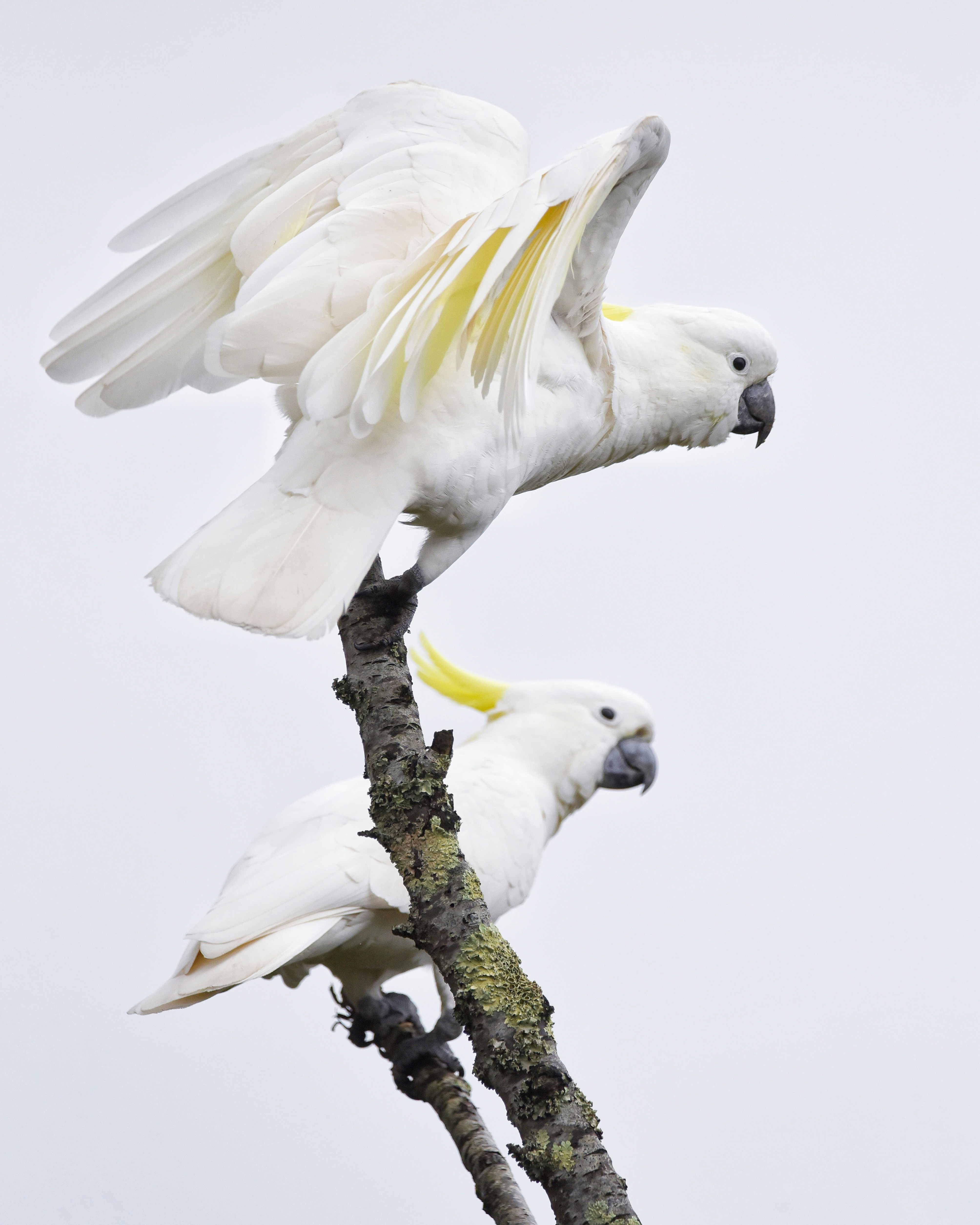 Soft-Backlit Duo: Sulphur-Crested Cockatoos Perched on a Mossy Branch