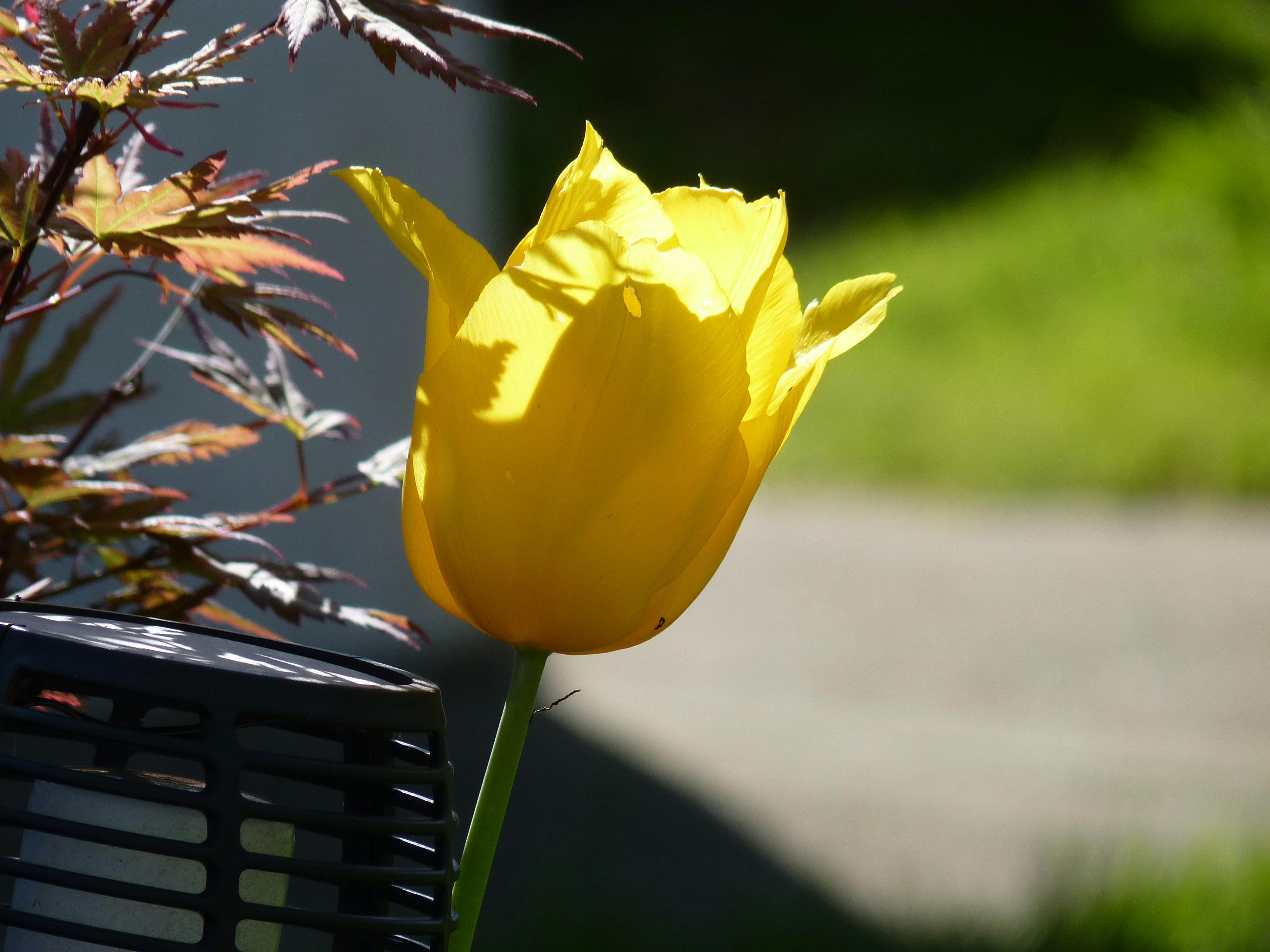 Yellow tulip bathed in sunlight beside red-tinged foliage and blurred green background.