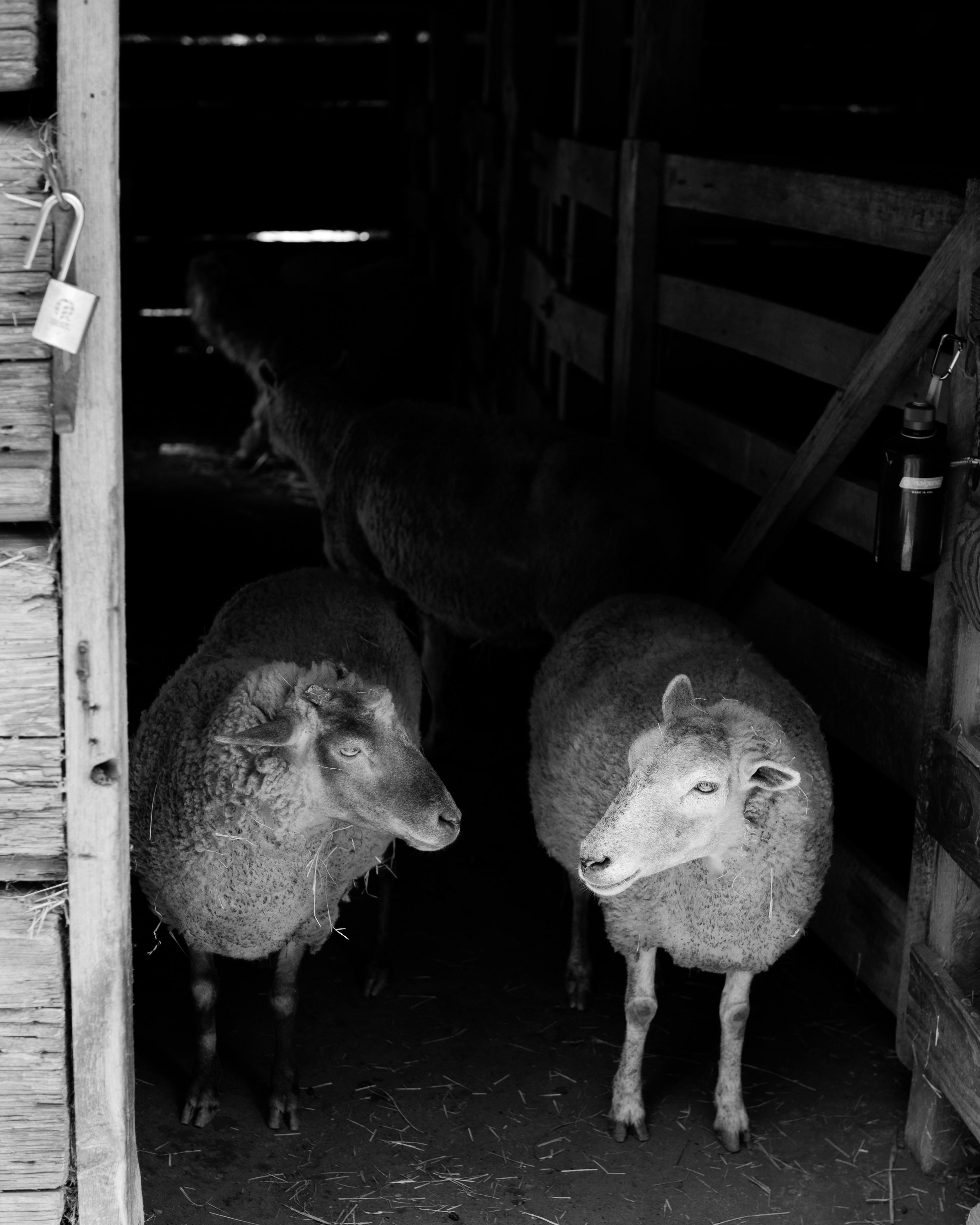 Sheep in Shadows: A Glimpse into Farm Life