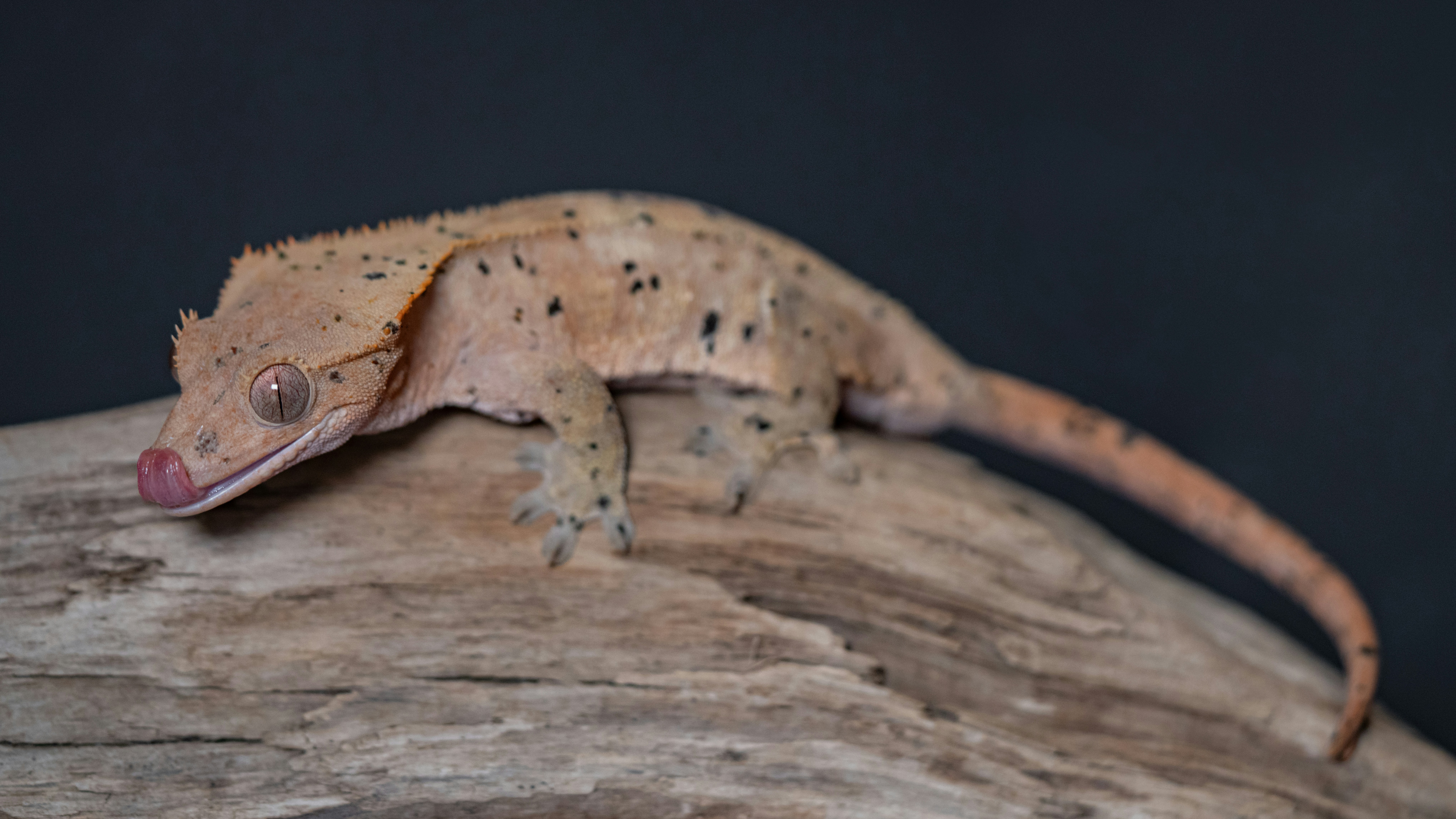 Sunlit Gecko: Hidden King on a Quiet Log