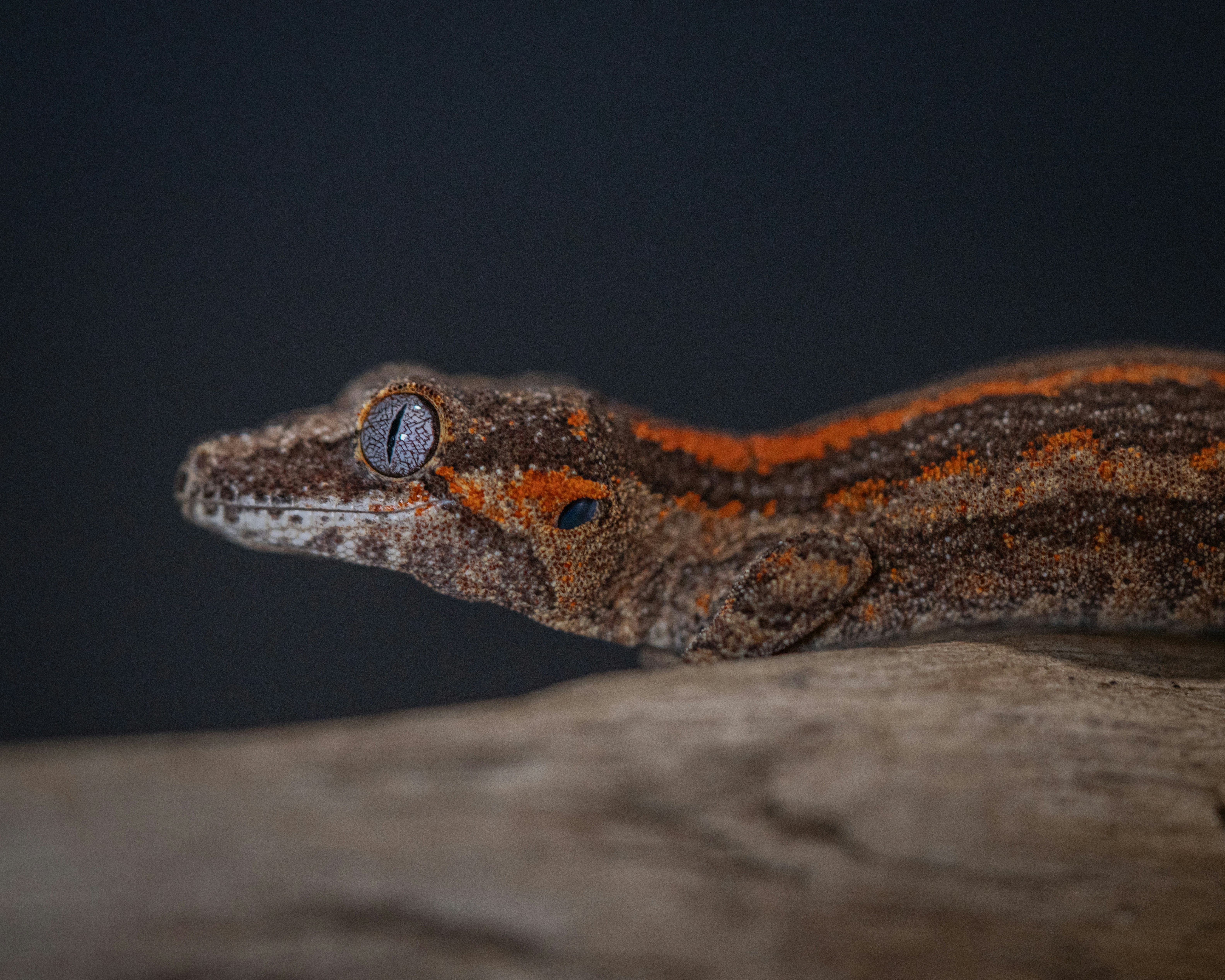 Orange-Stripe Salamander at Rest on a Weathered Log