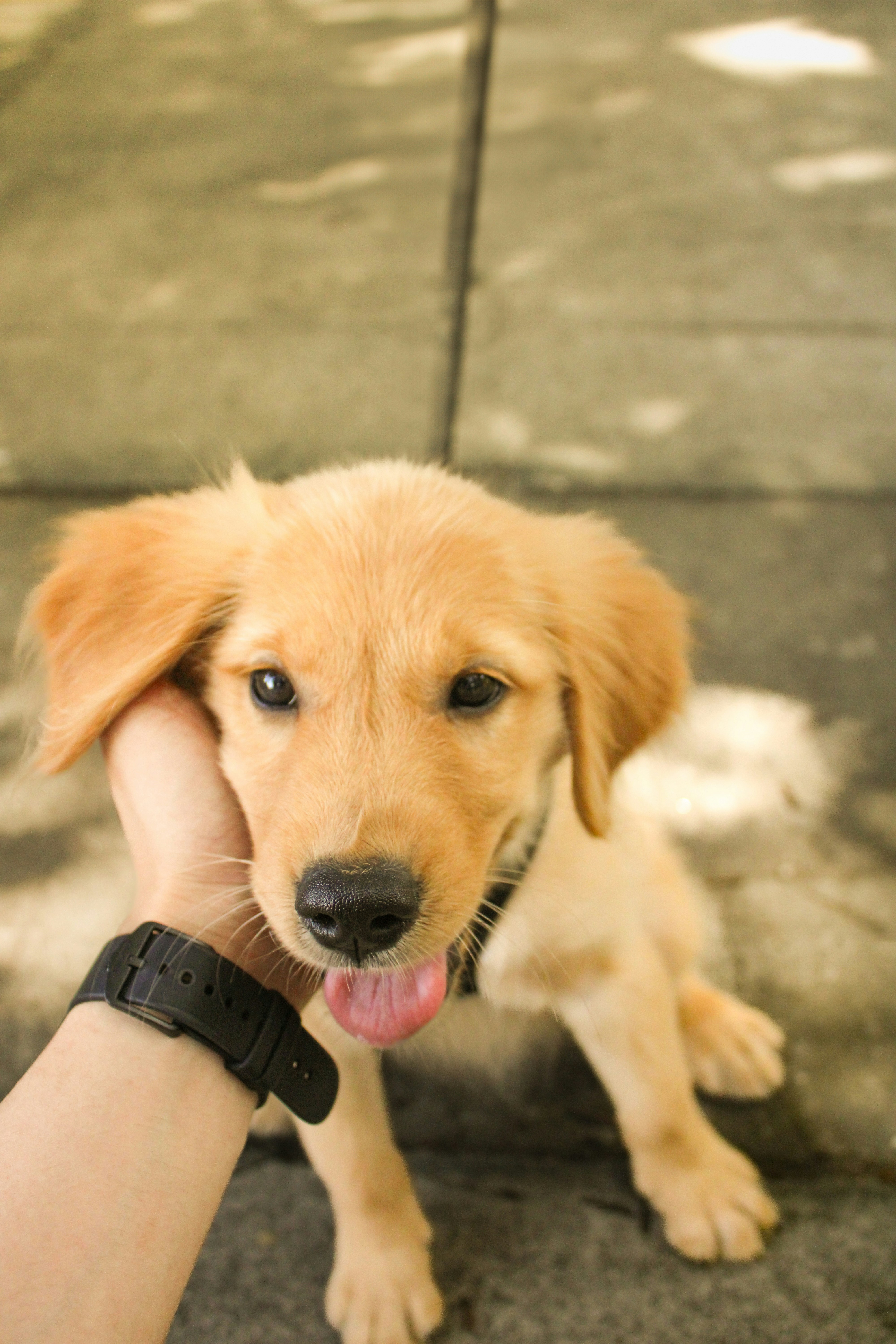 Golden Pup on the Steps: a Quiet Moment of Trust