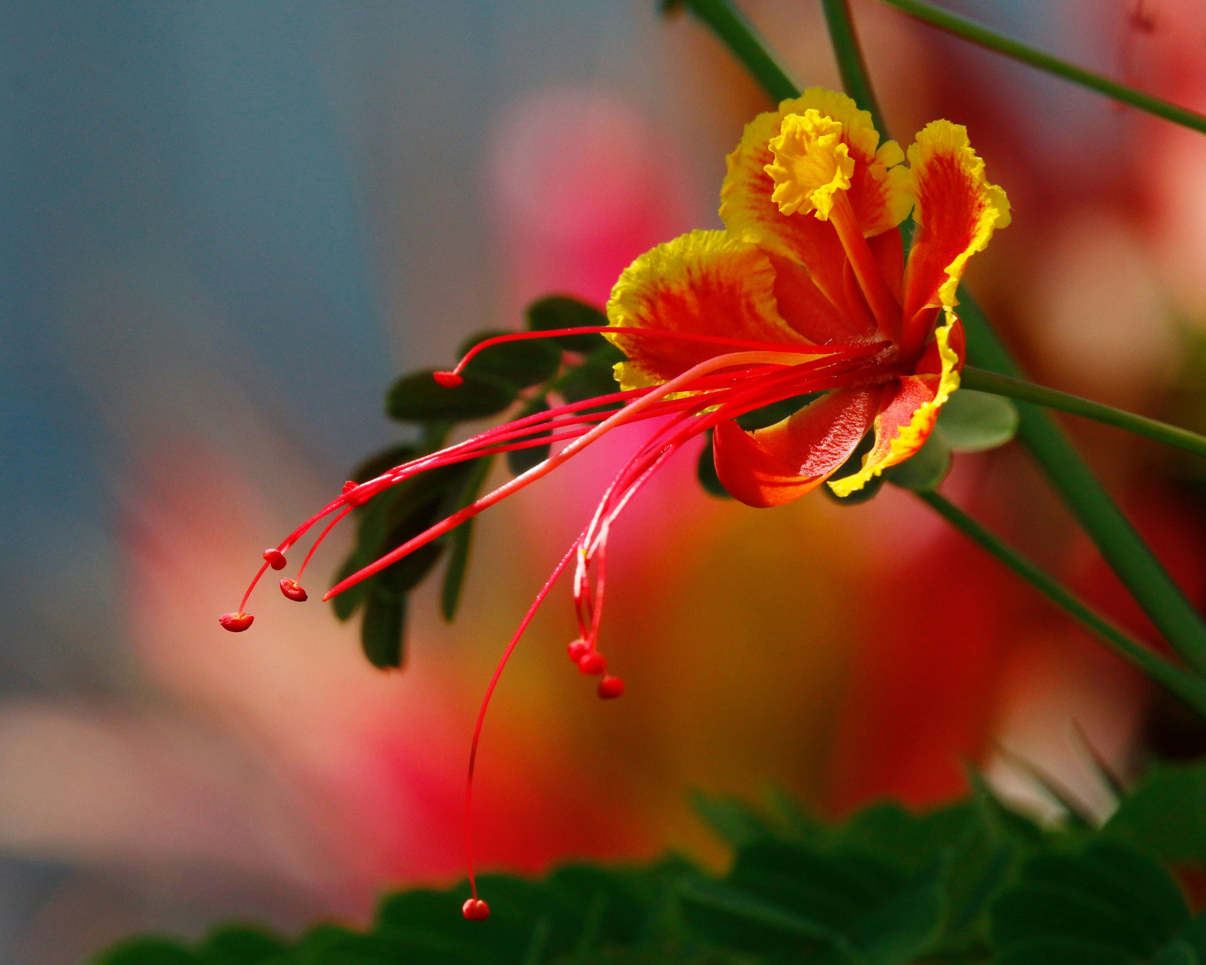 Close-up of a vibrant orange and yellow flower with delicate stamens against a blurred background.