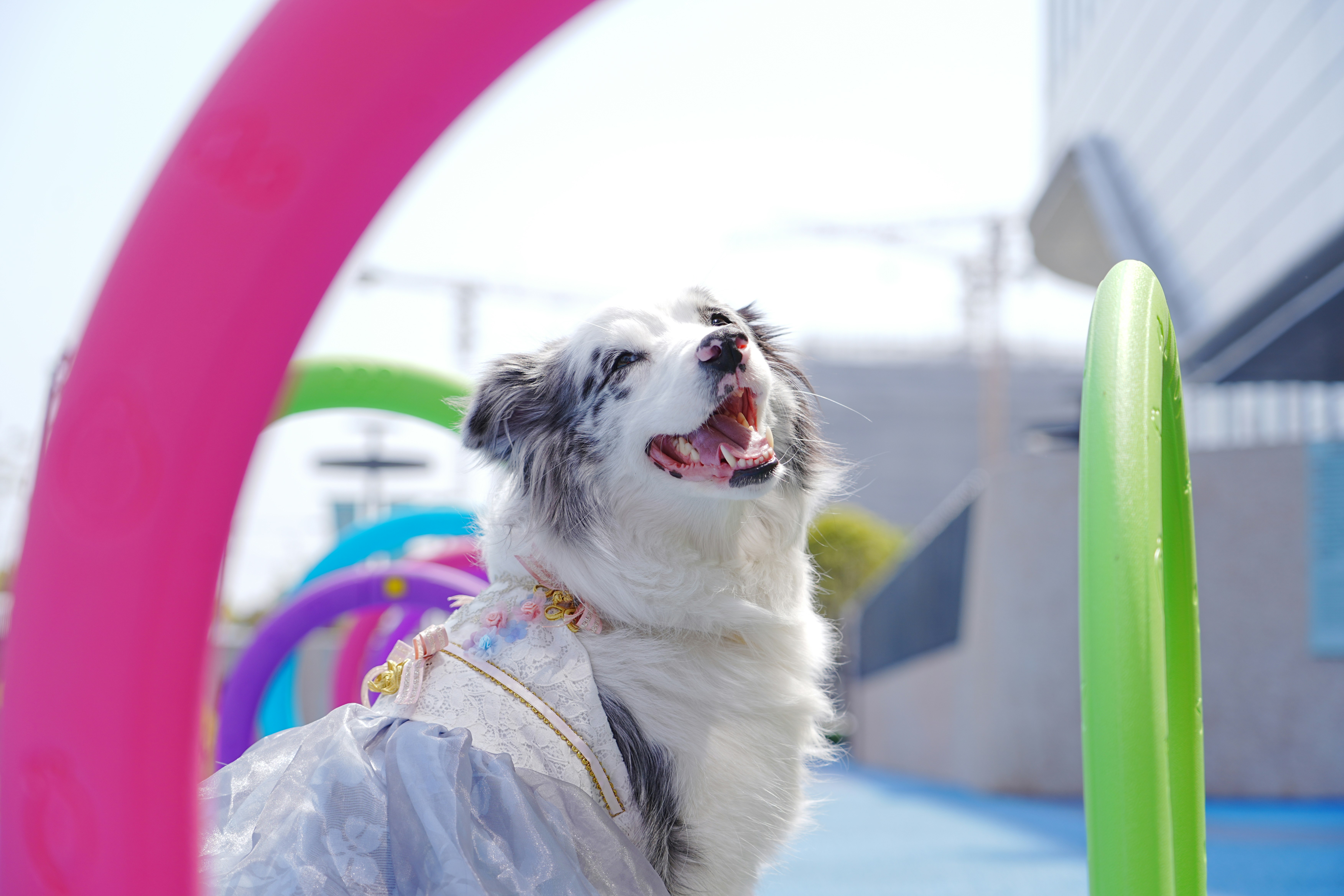 Joyful Whiskers in Neon Playground