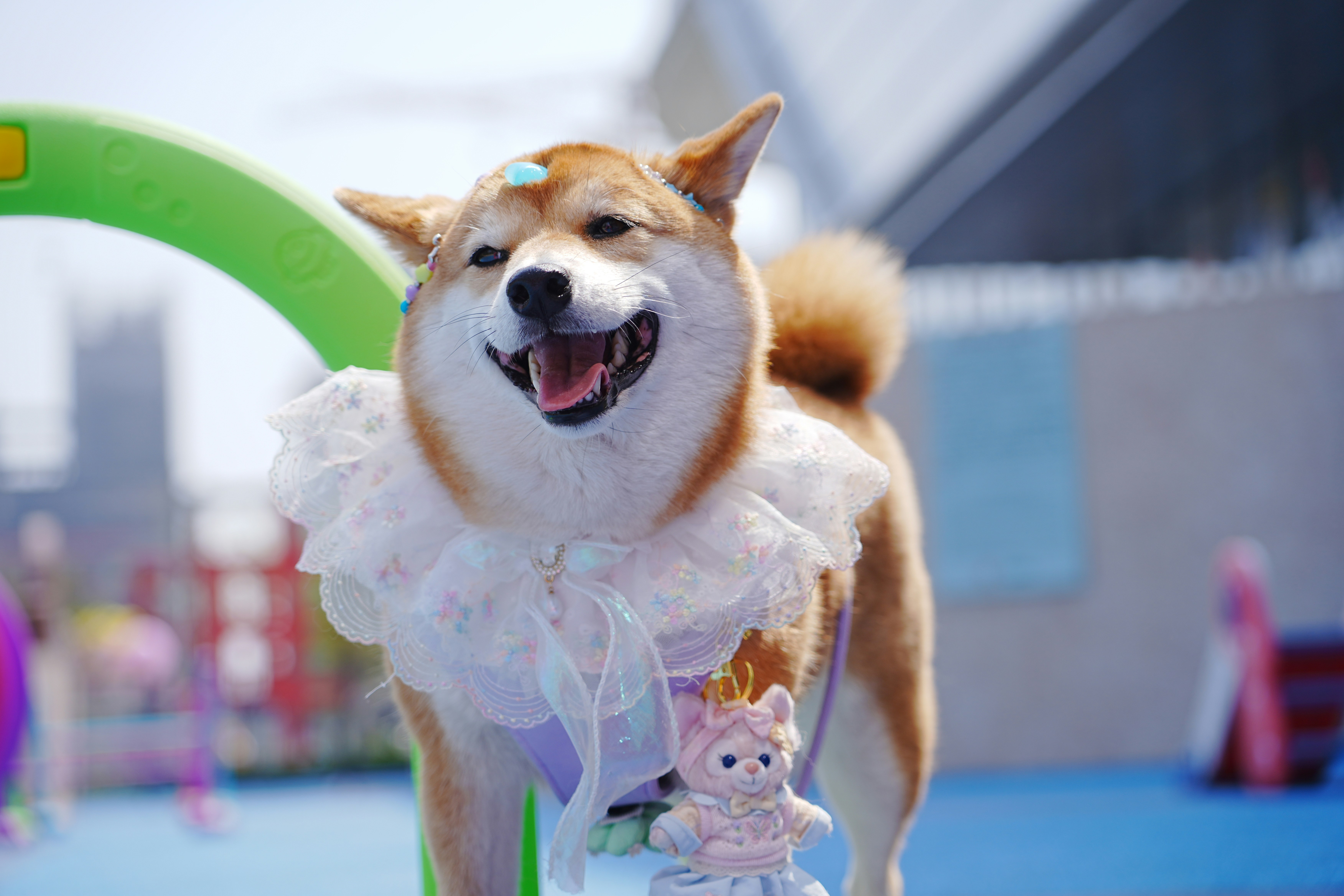 Photo by lei qian with Sony Alpha 7 IV