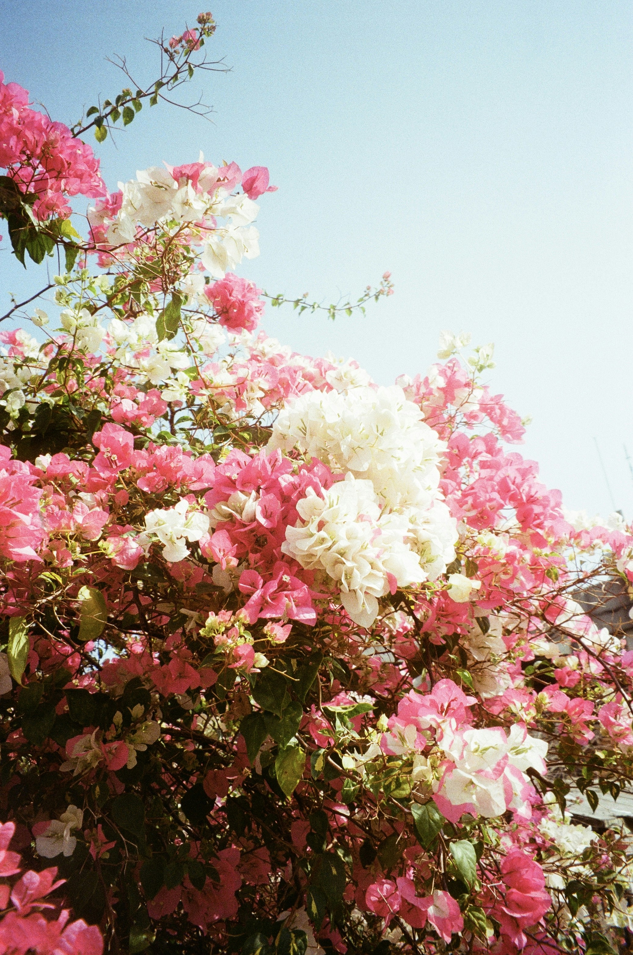 Pink and white flowers bloom against a blue sky. photo – Free Flower ...