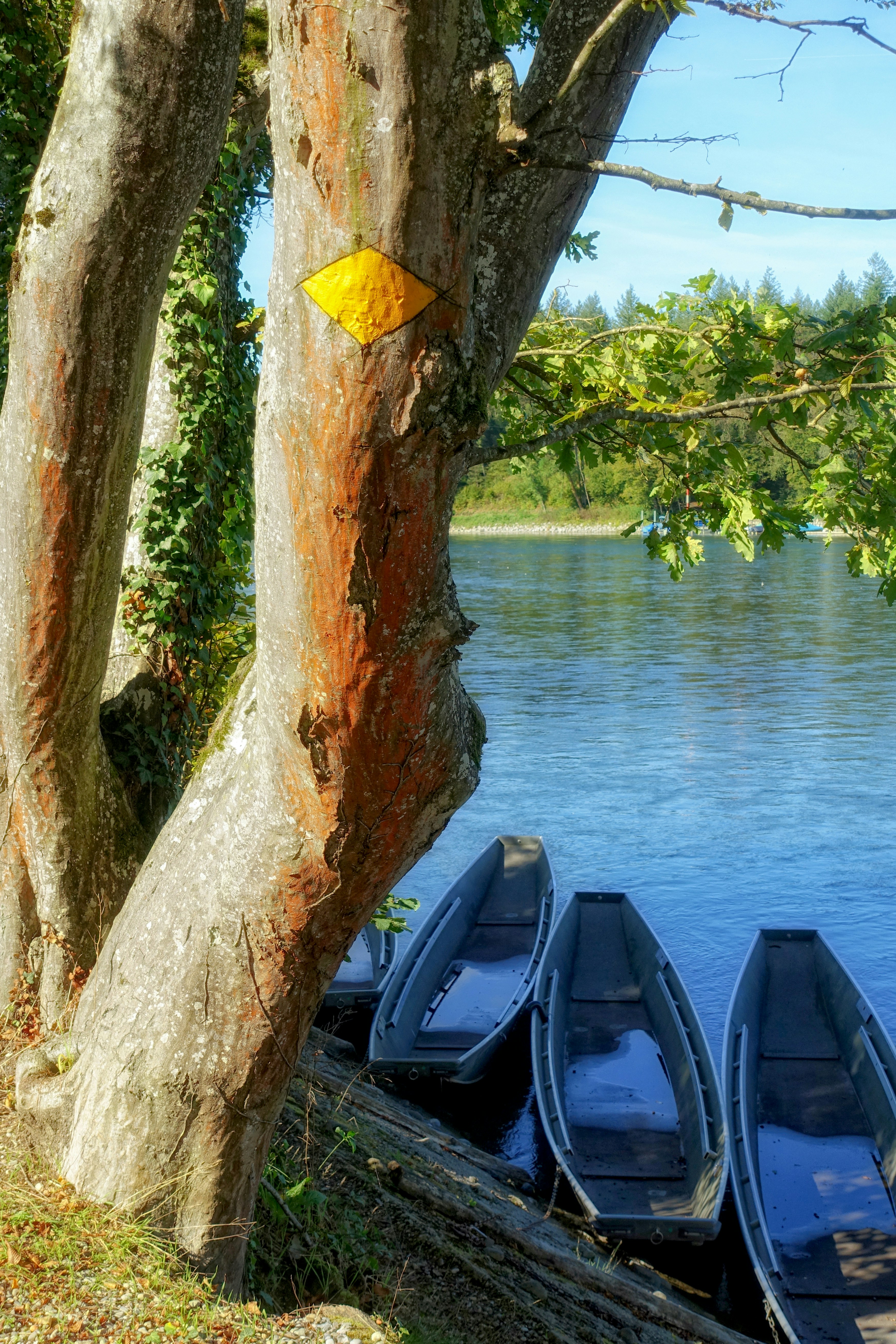 Yellow Diamond Marker on a Sunlit Riverside Tree Over a Quiet Boat Dock