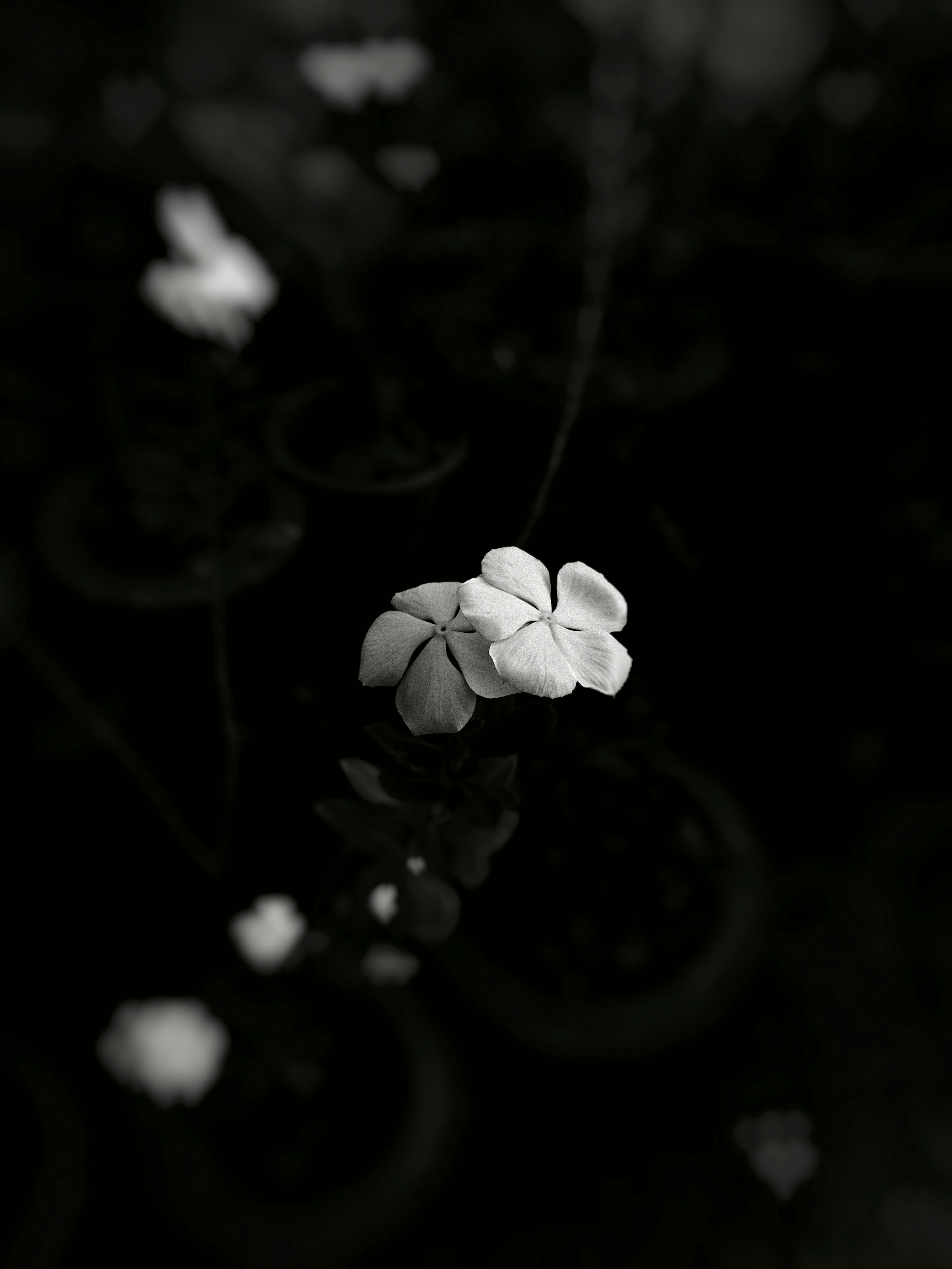 Photo by Miom _0326 with Xiaomi 14 Civi