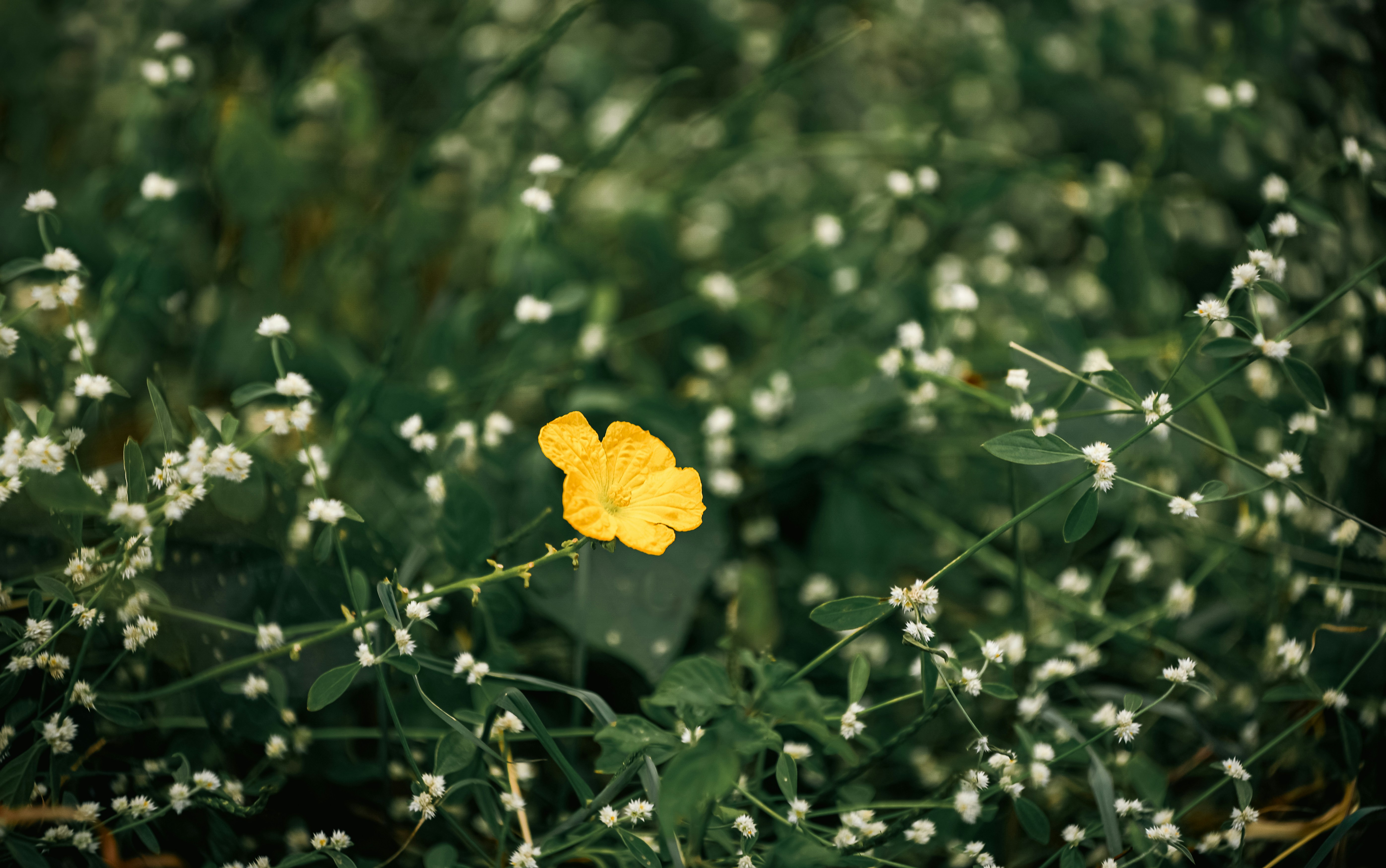 Solitary Bloom Amidst Green Whisper