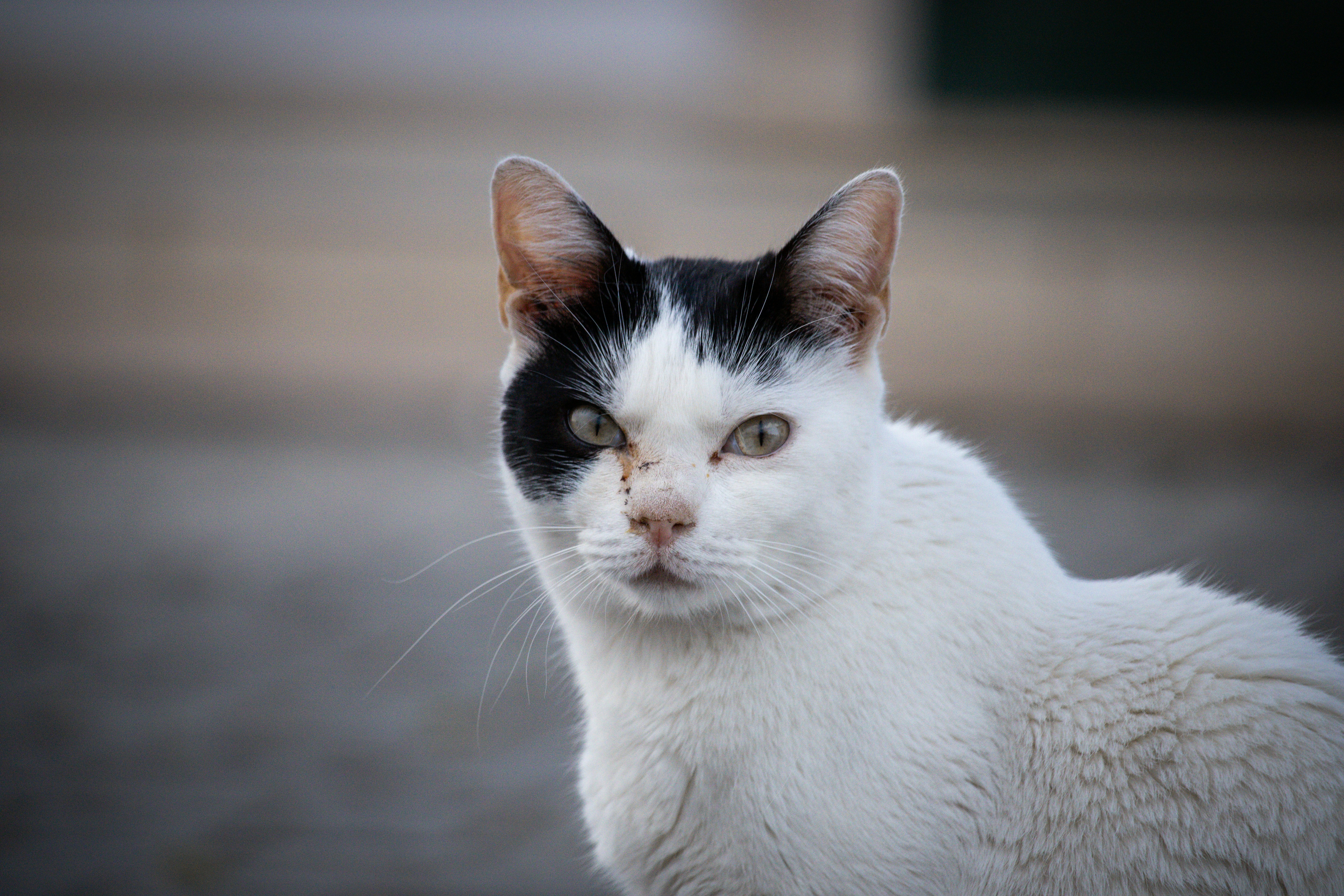 A black and white cat poses for a portrait. photo – Free Cat Image on ...