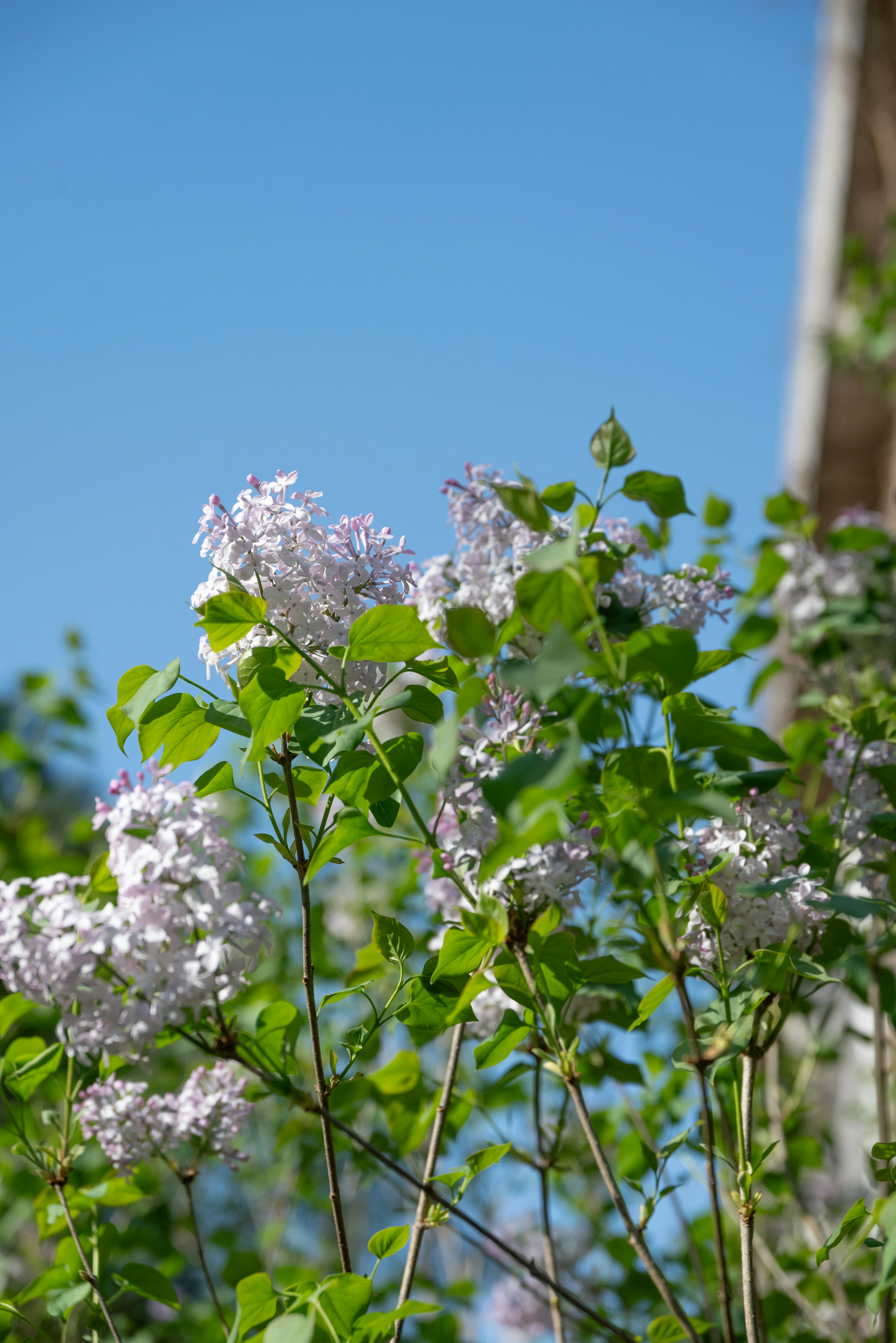 Azure Sky Over Lilac Bursts: Tender Foliage and Spring Light