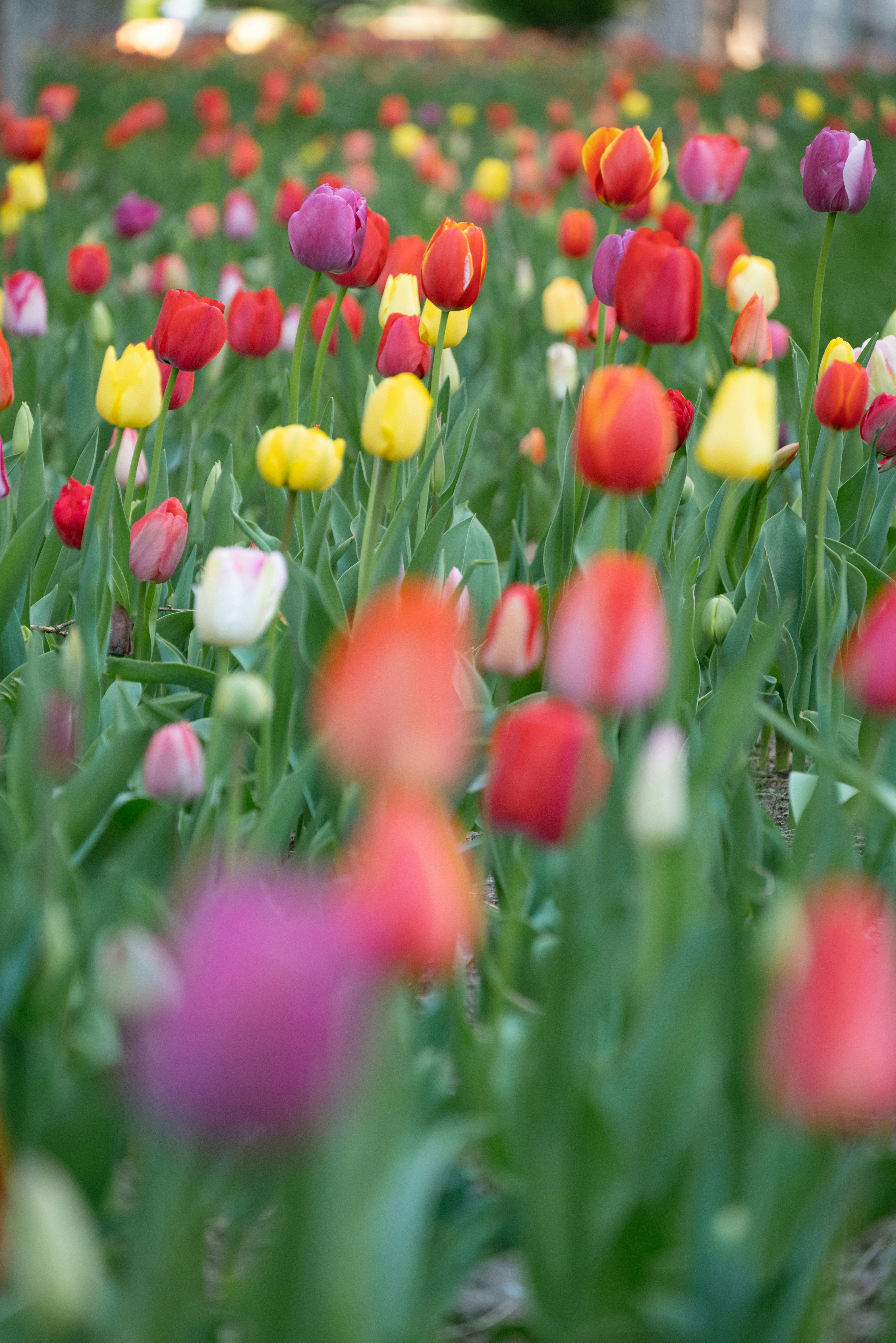 Colorful tulips bloom vibrantly in a flowerbed. photo – Free Tulips ...