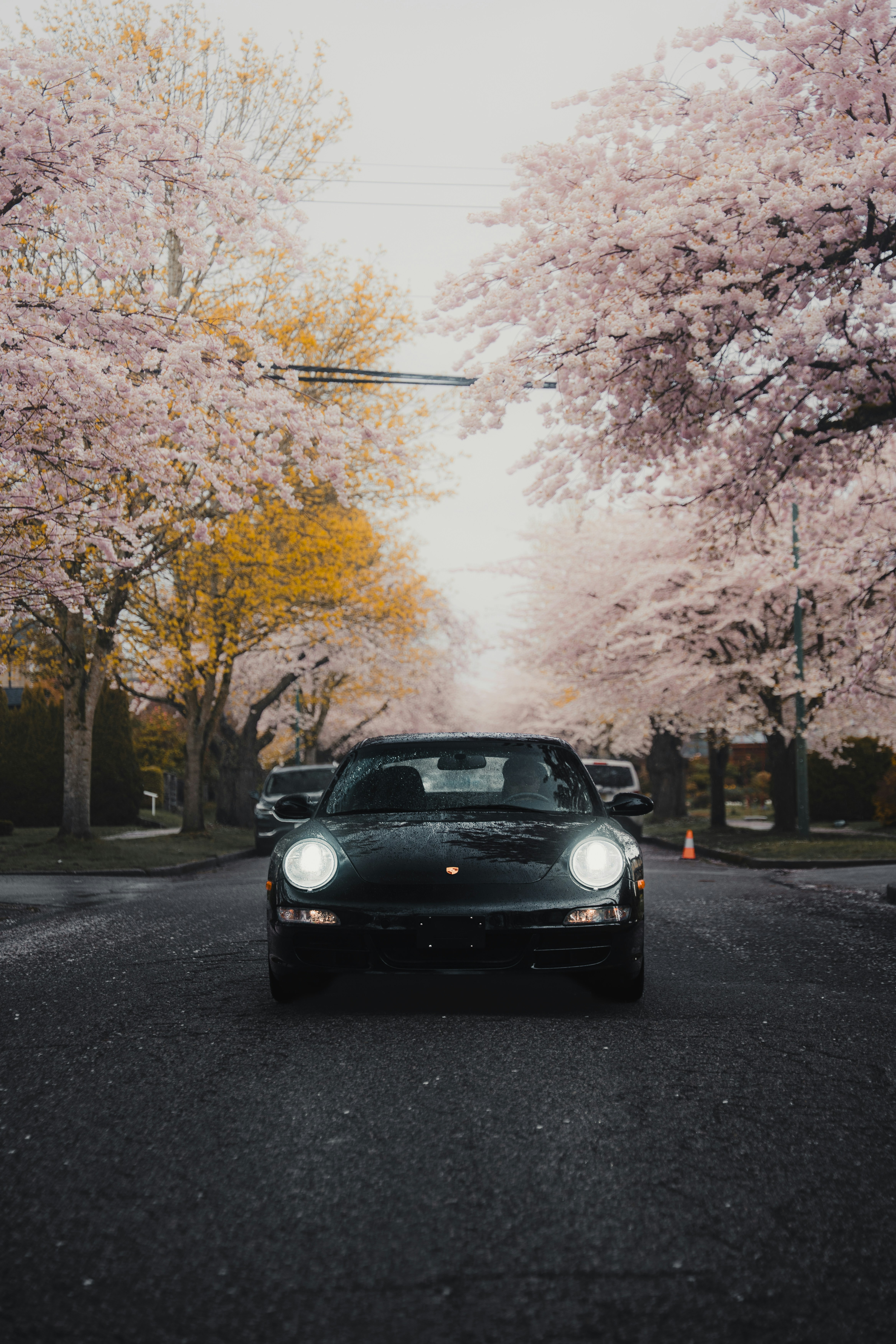 A black car drives through cherry blossoms.