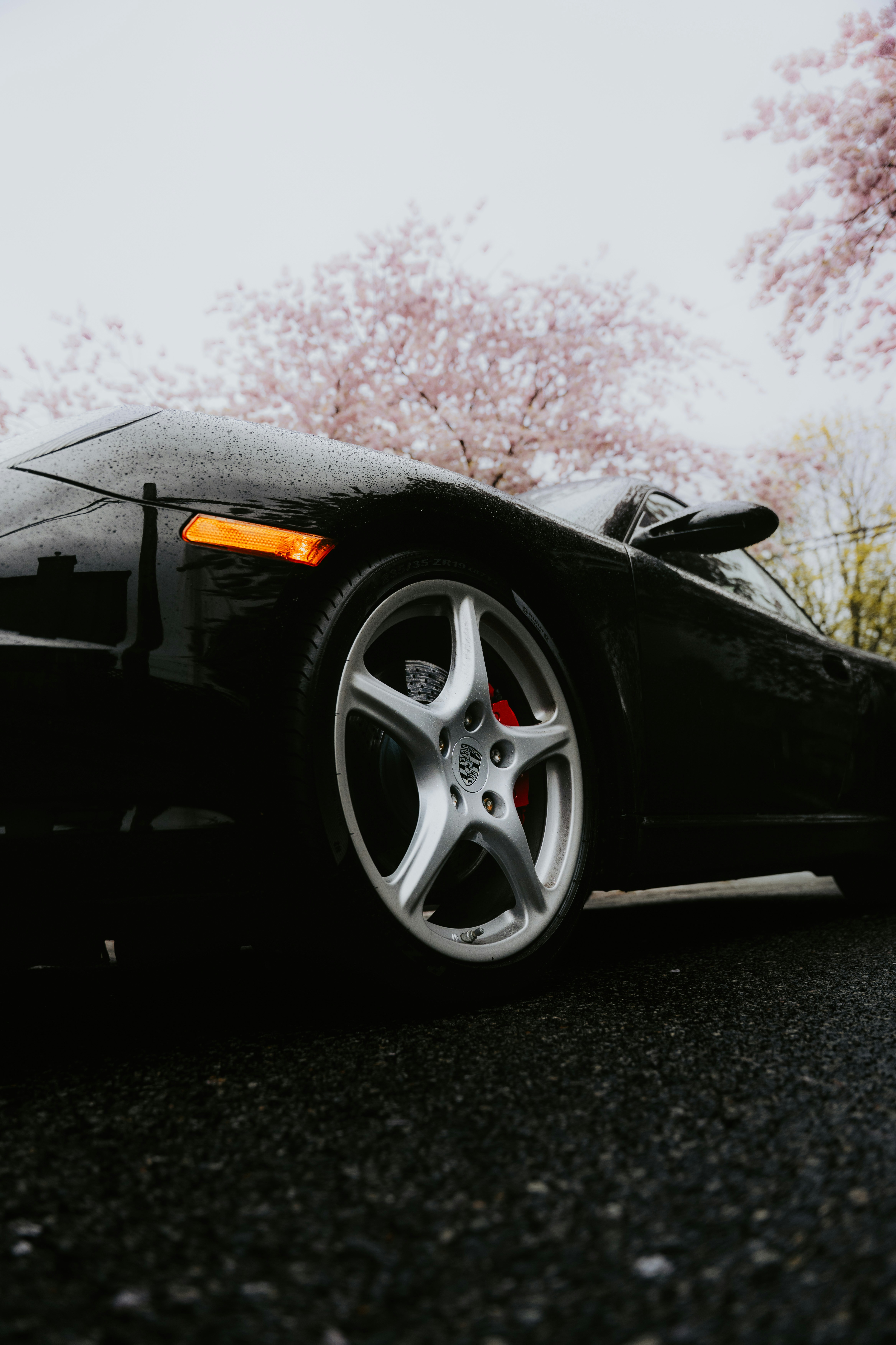 Low-angled Black Beauty: Rim, Rain, and Cherry Blossoms