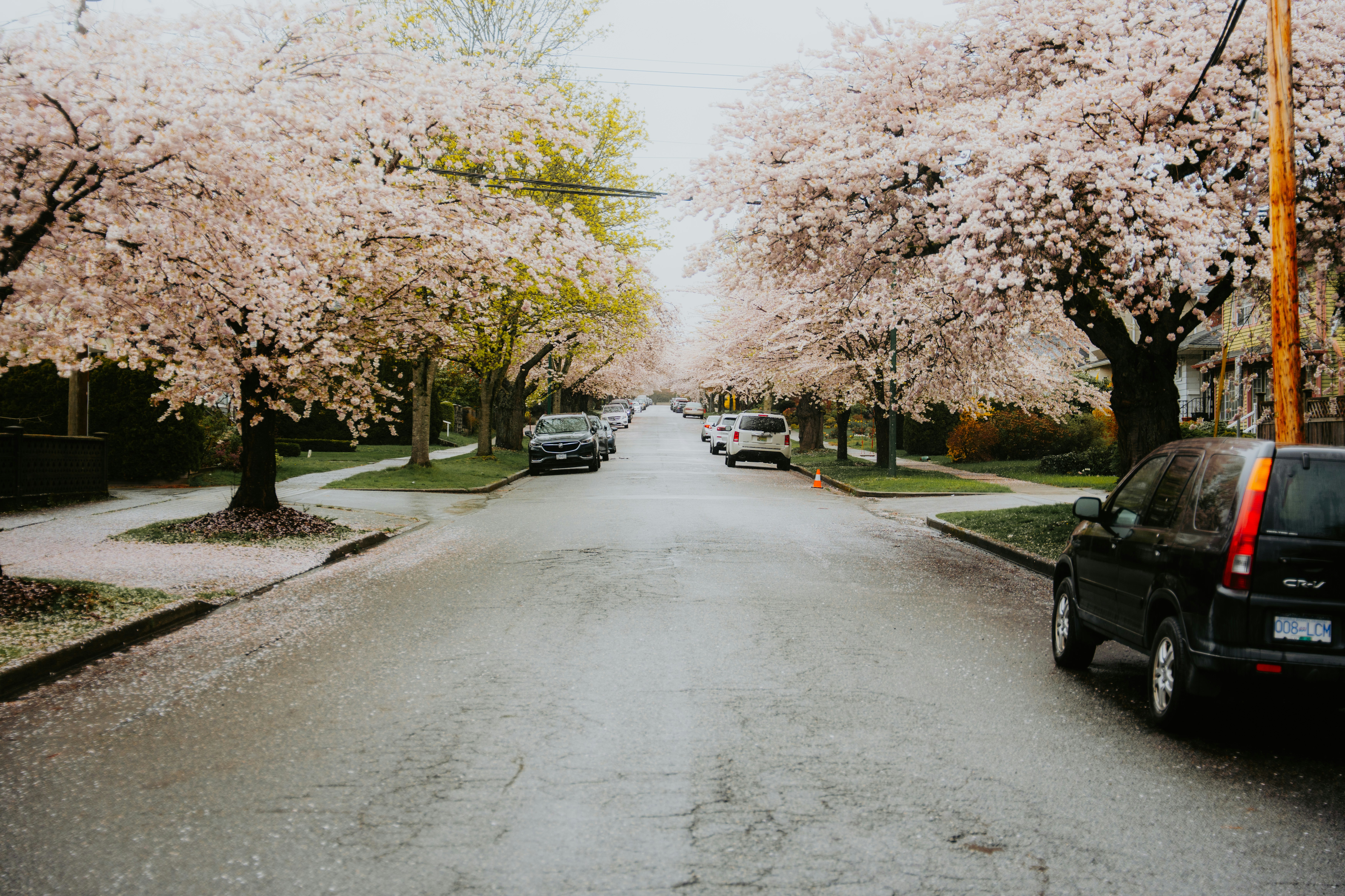 Tree-lined street adorned with blooming cherry blossoms under a soft, overcast sky.