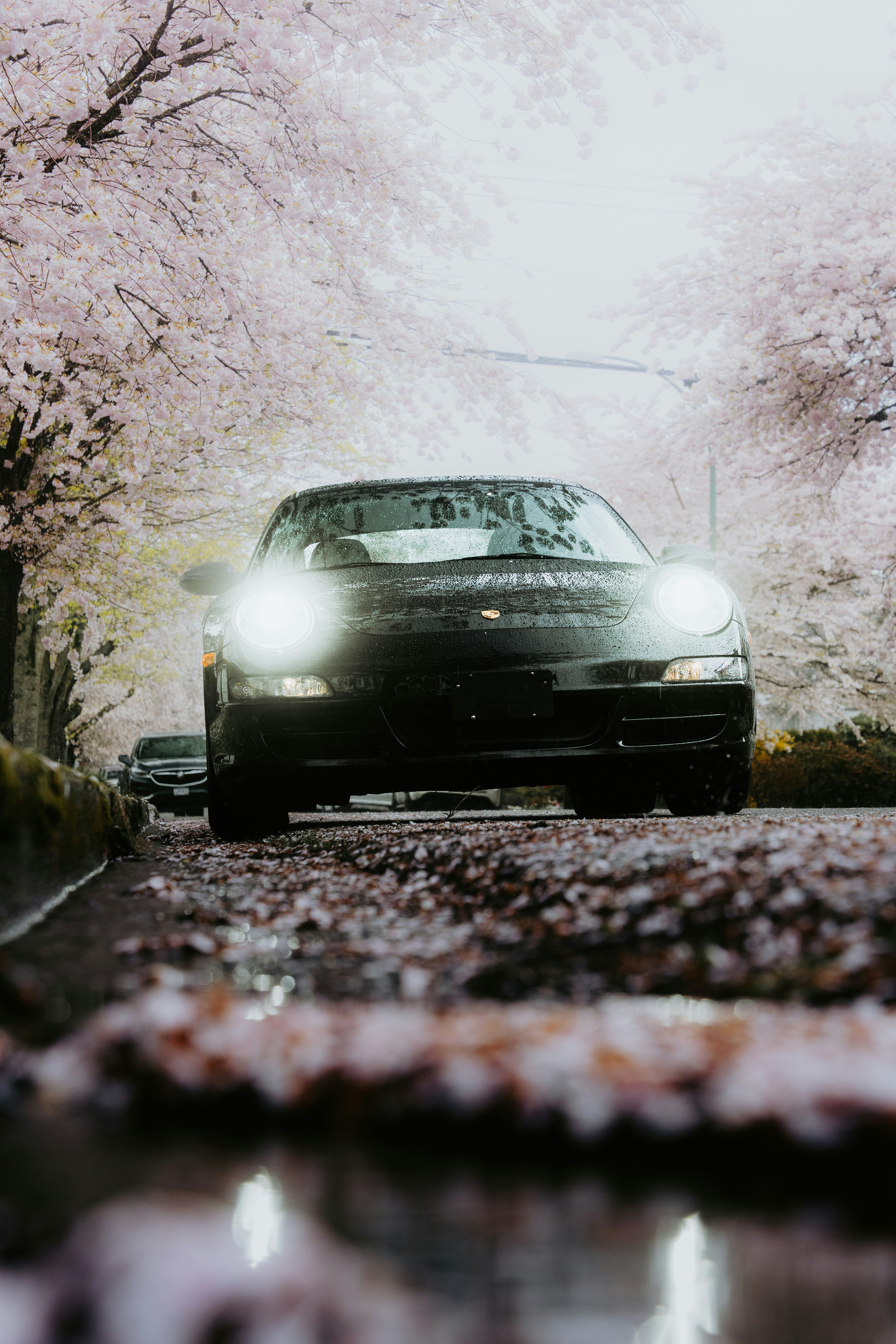 Porsche on a Petal Avenue: headlights cut through a rain-kissed cherry blossom tunnel