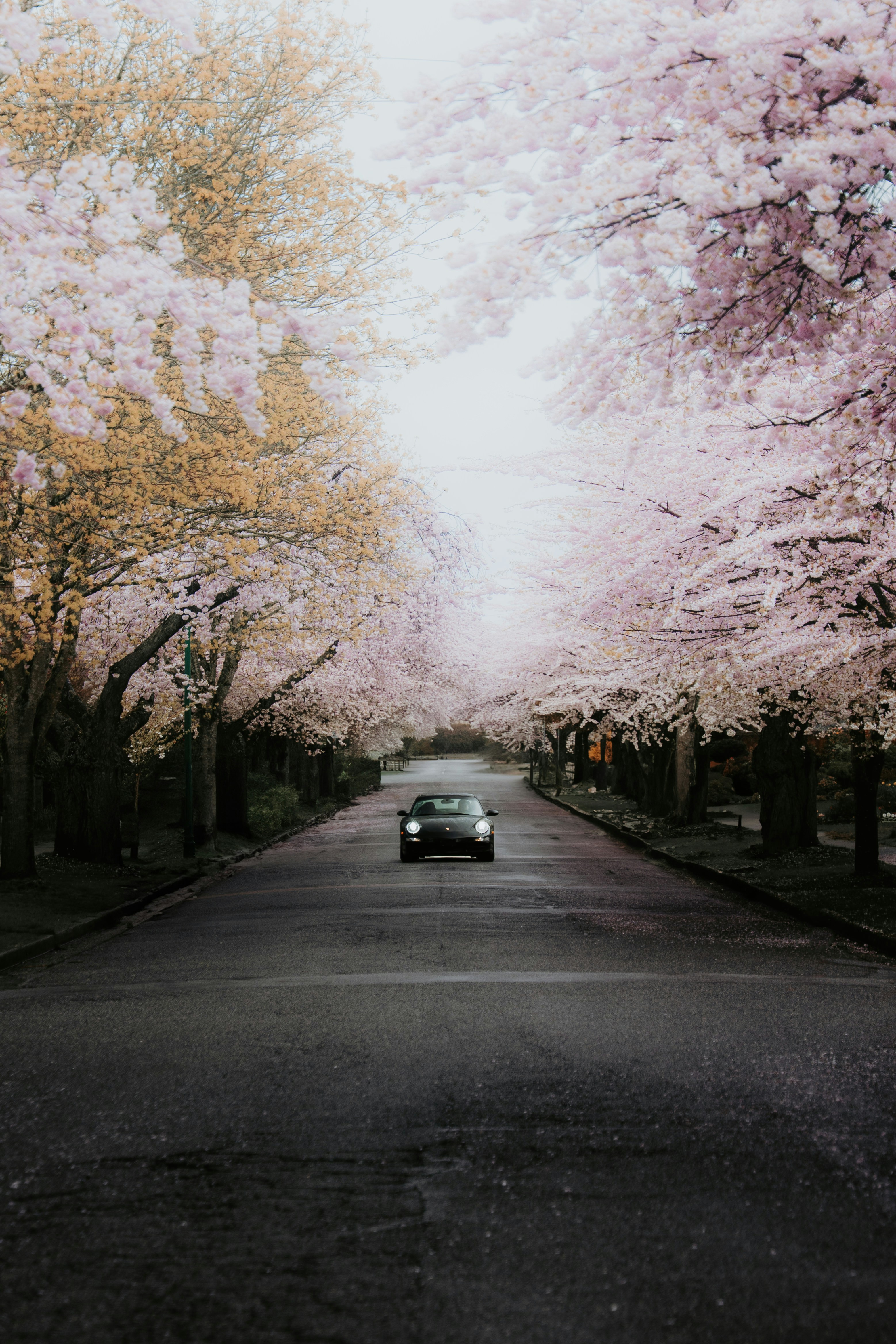 Car driving under cherry blossom trees lining a quiet street.