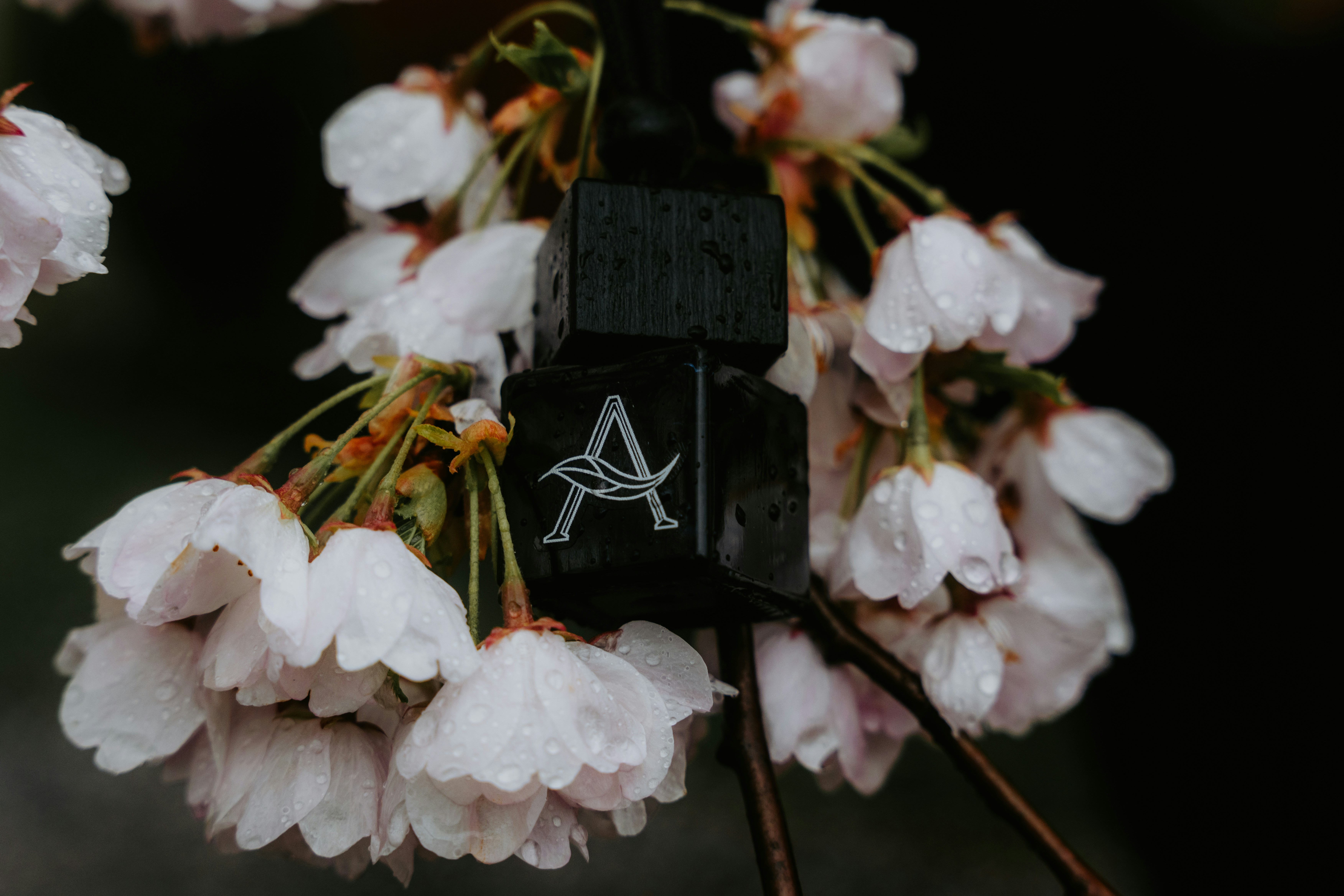 Monogram in Bloom: A Rain-Washed Lock Nestled Among Cherry Blossoms