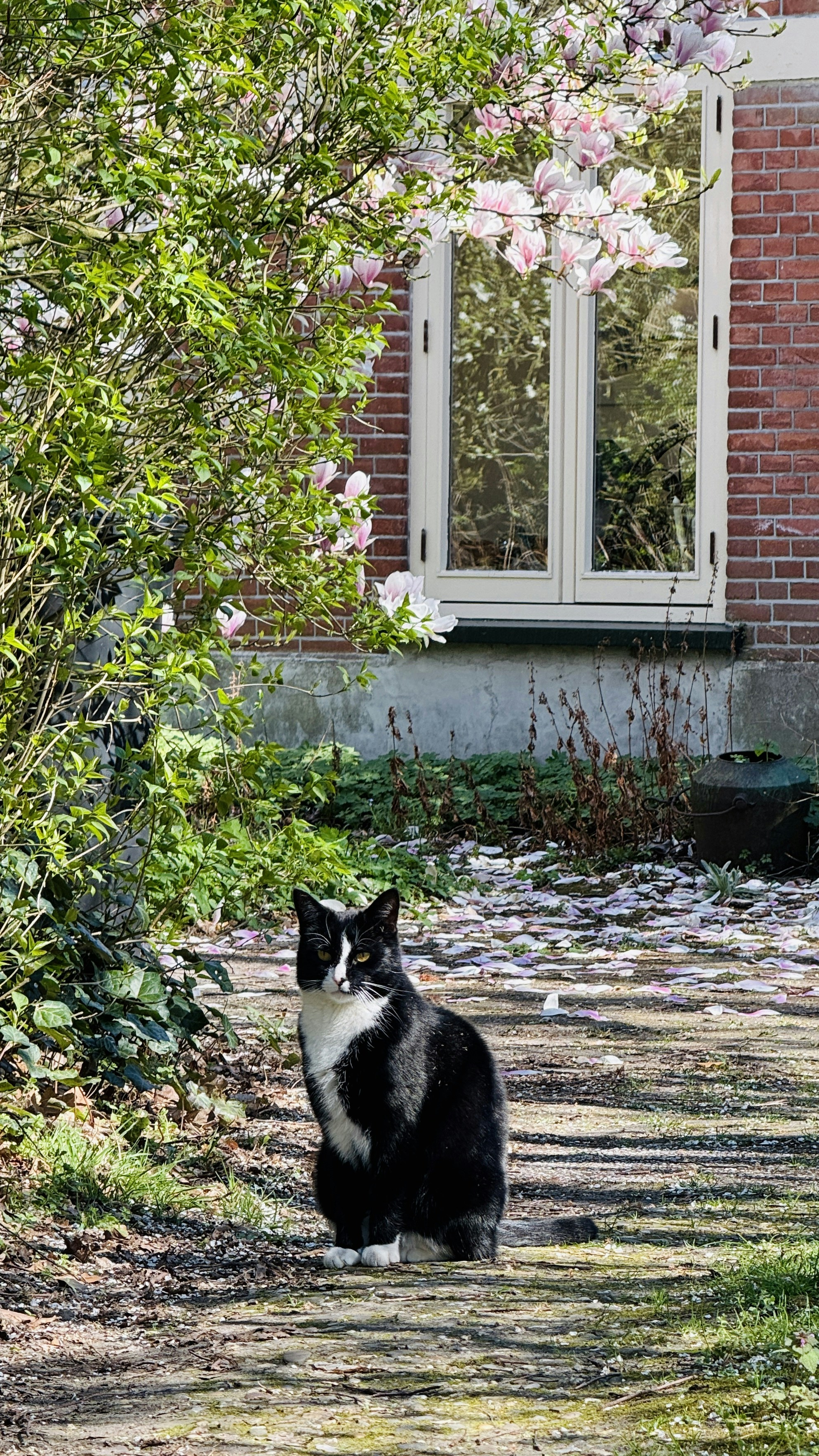 Whiskered Sentinel on a Sunlit Garden Path Before a Blossoming Brick House
