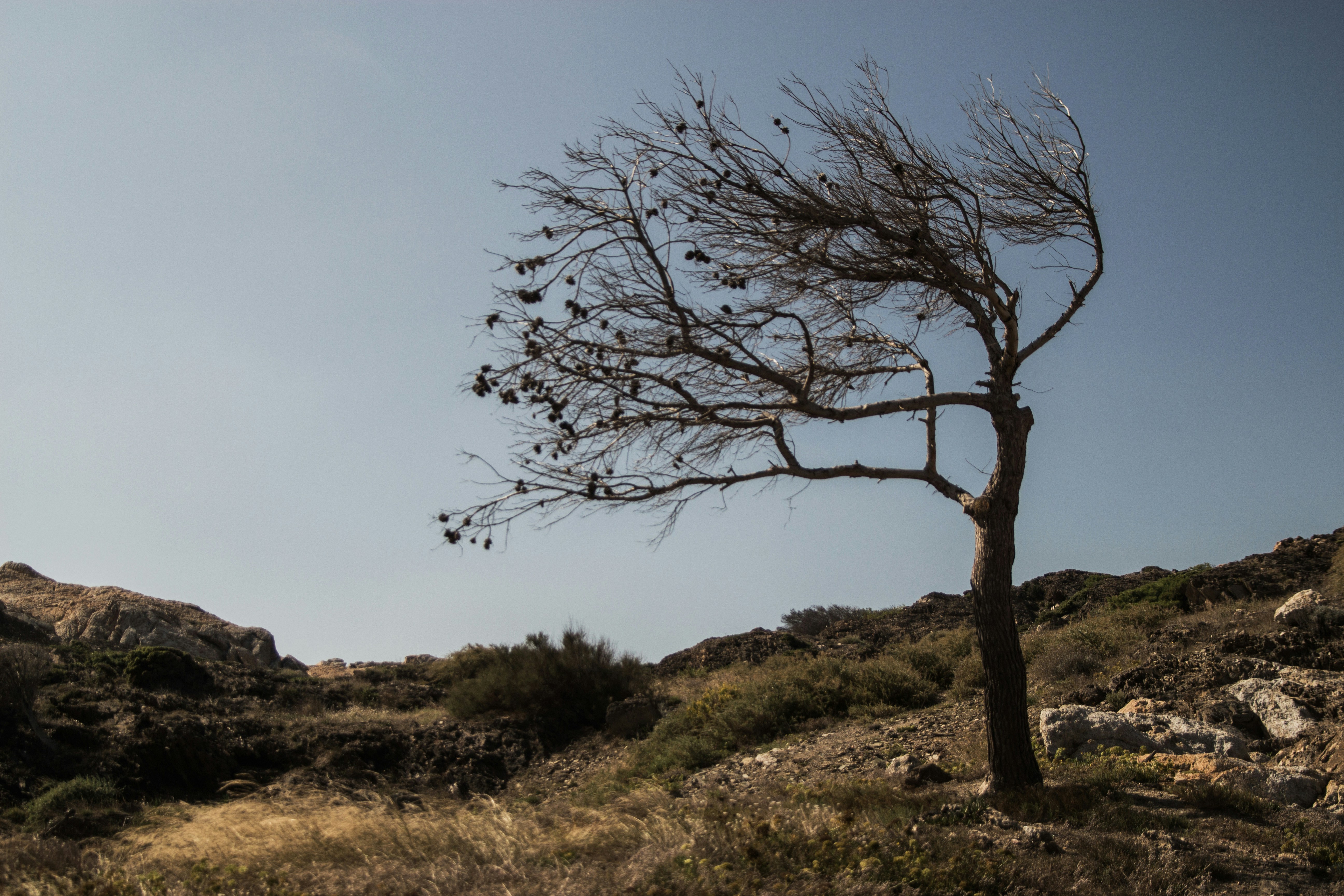 Whispers of the Wind: Solitary Tree on Rugged Terrain
