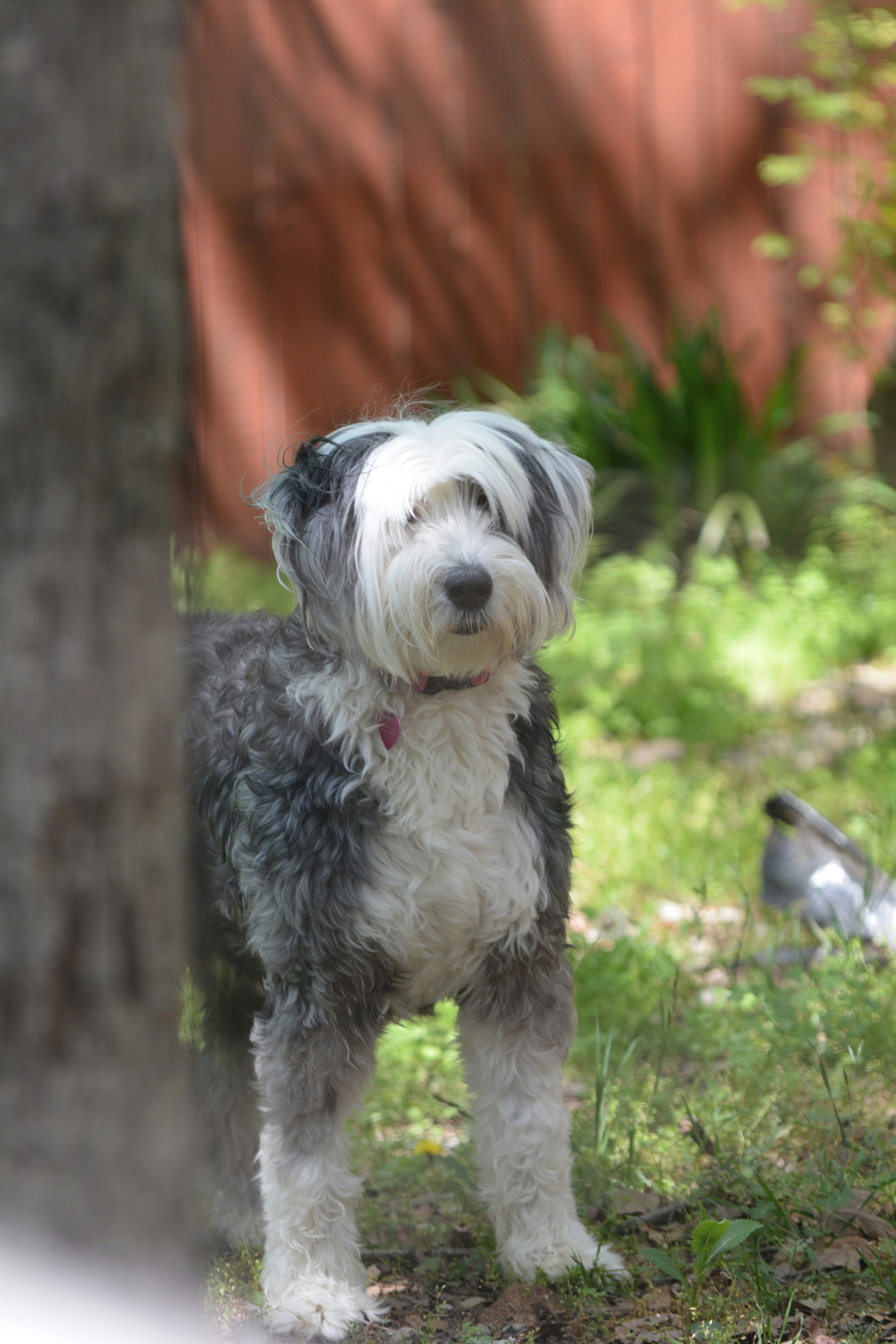 Fluffball in Dappled Shade: A Curious Garden Stare
