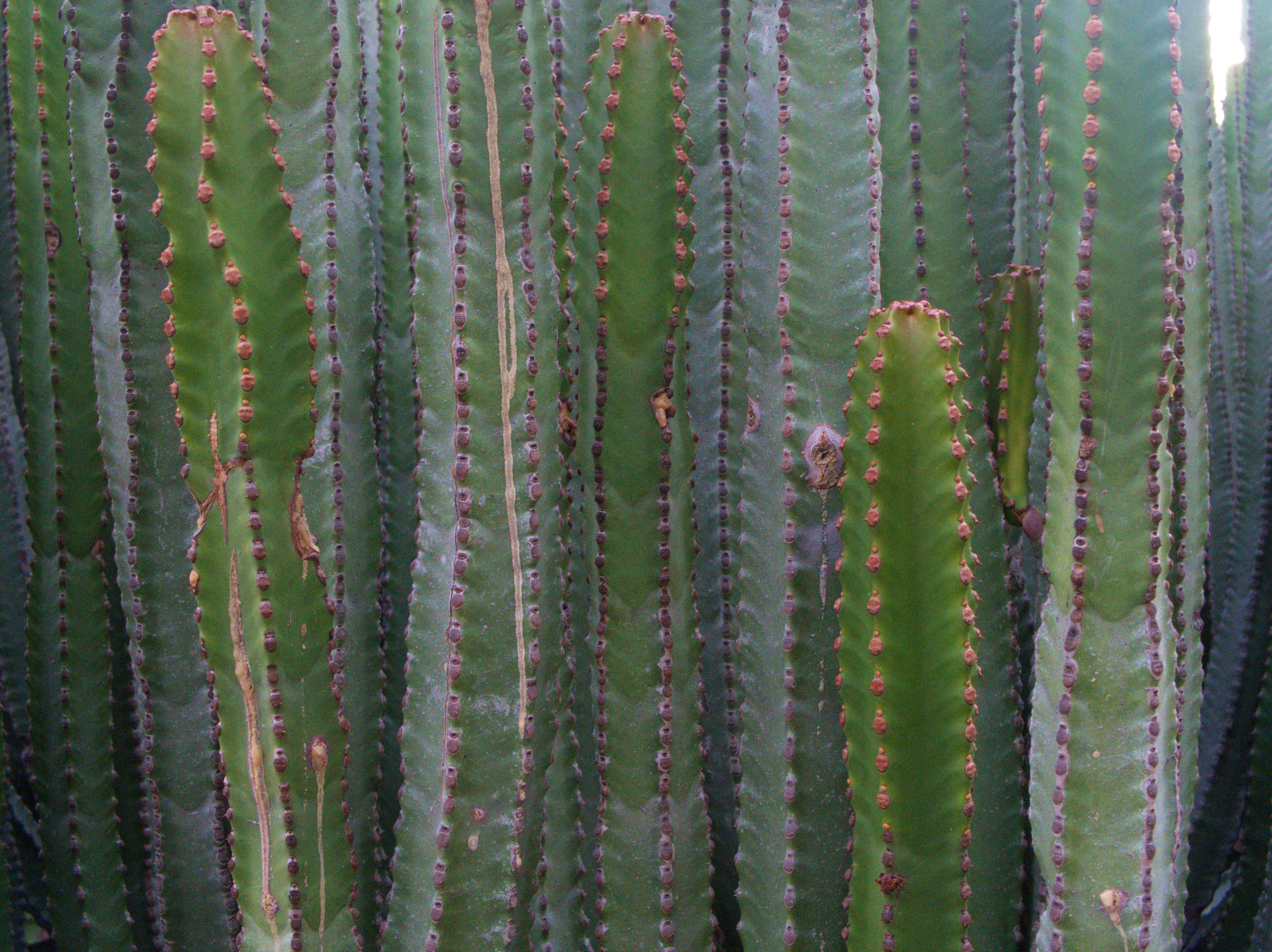 Close-up of tall, green cacti with prominent ribs and spines, showcasing their unique textures and patterns.