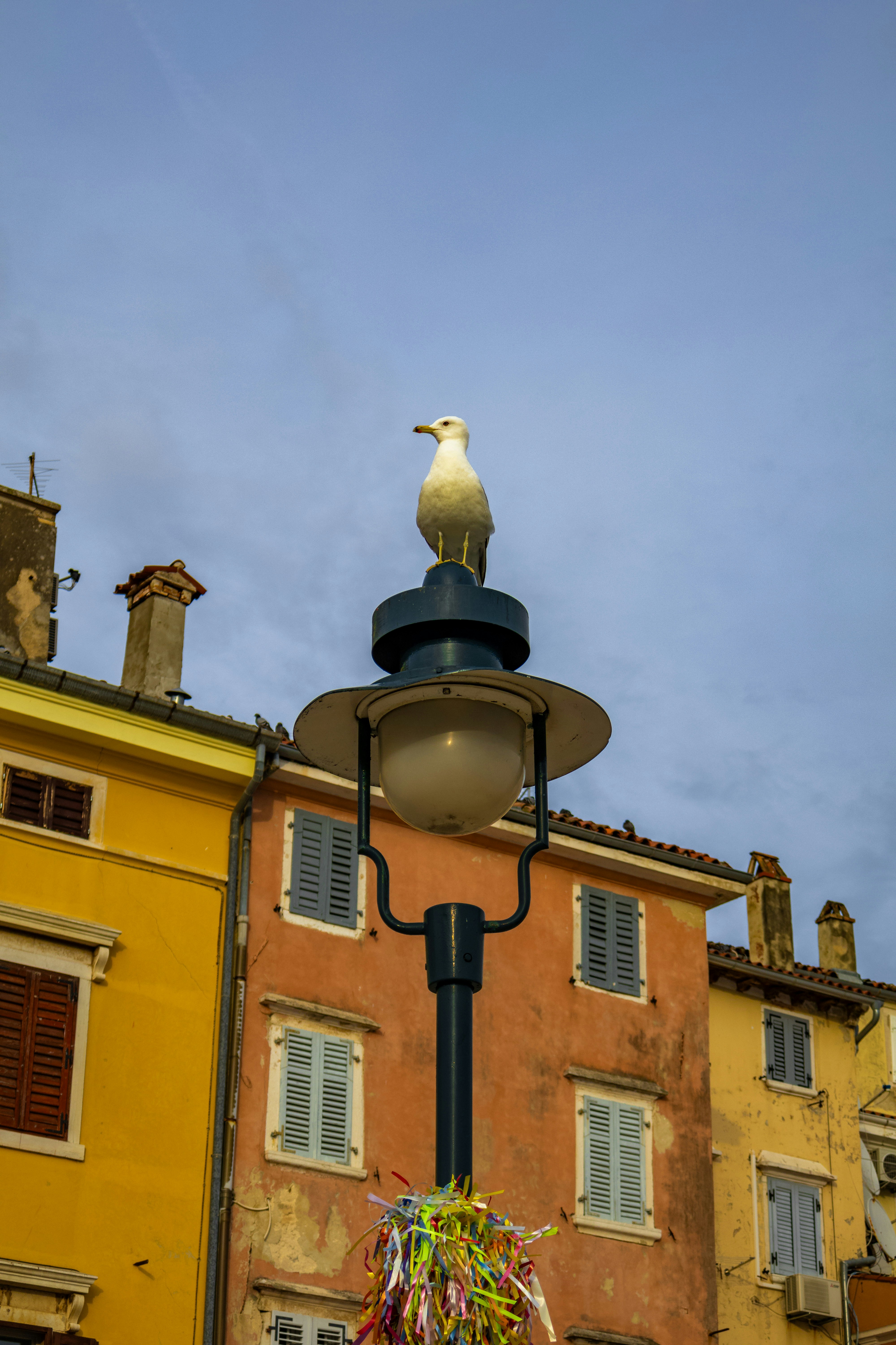 Gull on a Lantern: a Quiet Moment Above Sun-Washed Streetfronts