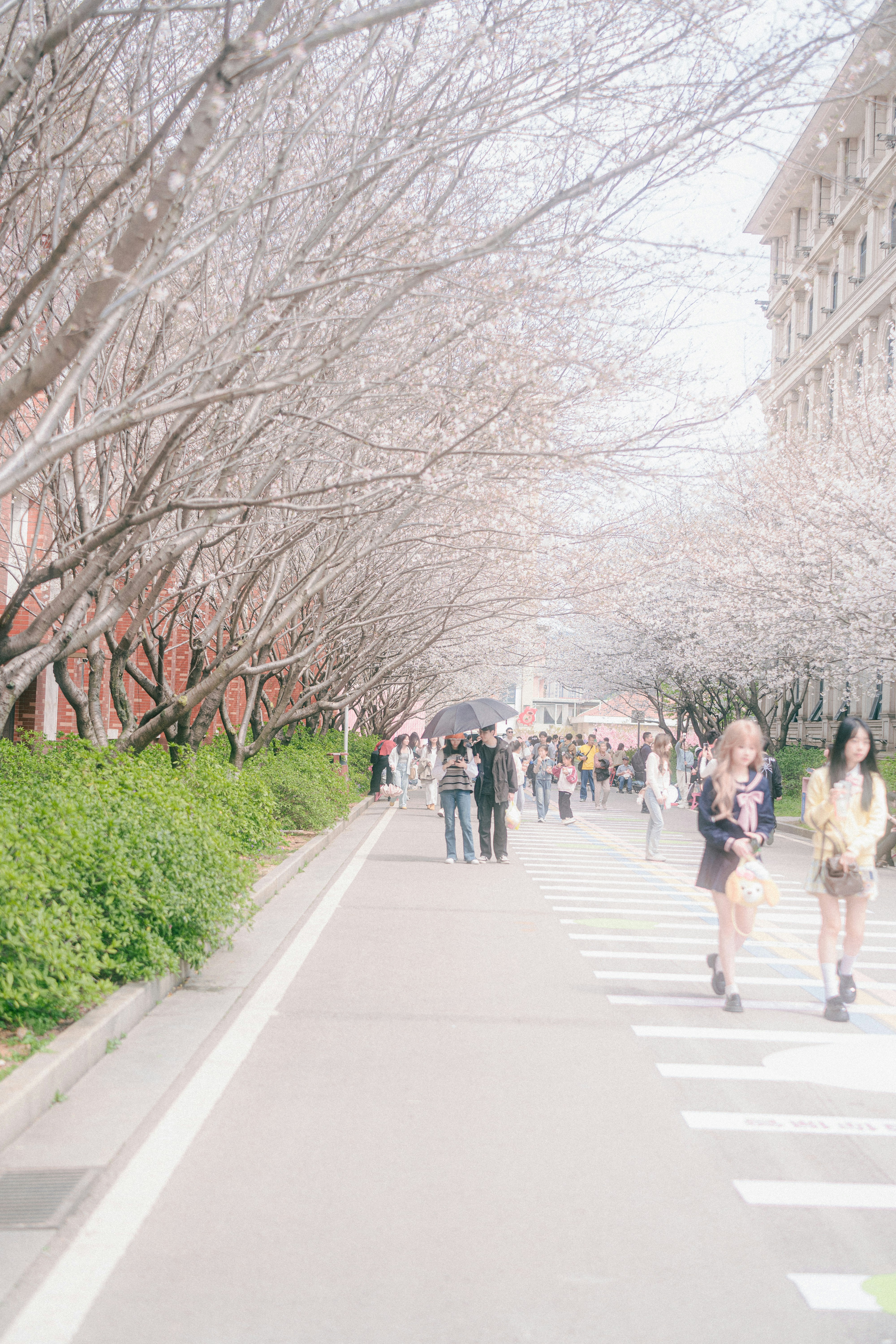 Springtime Stroll Under Blossoming Aisles
