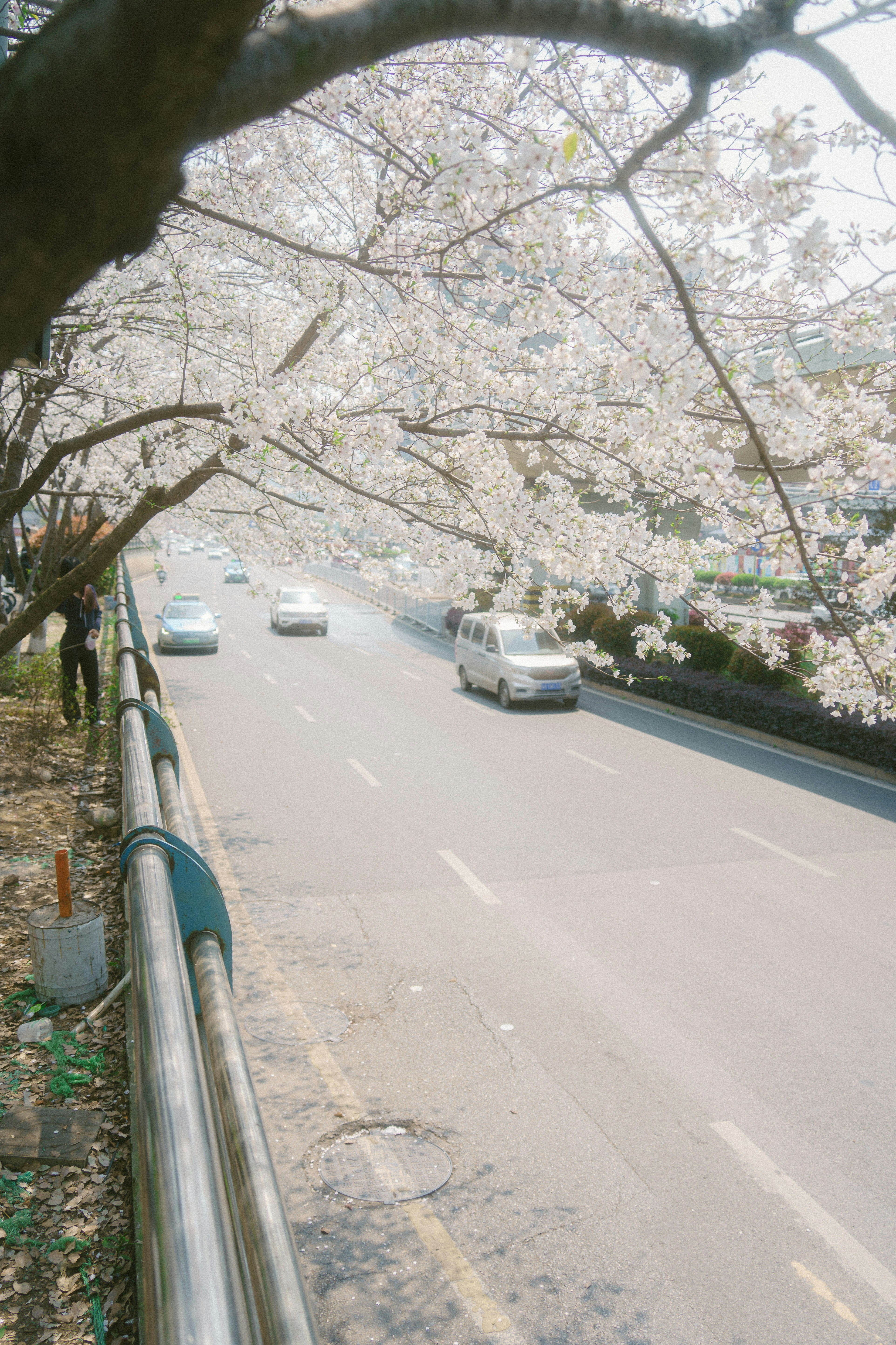 Sakura-Canopy Boulevard: Morning commute beneath a bloom-lit arch