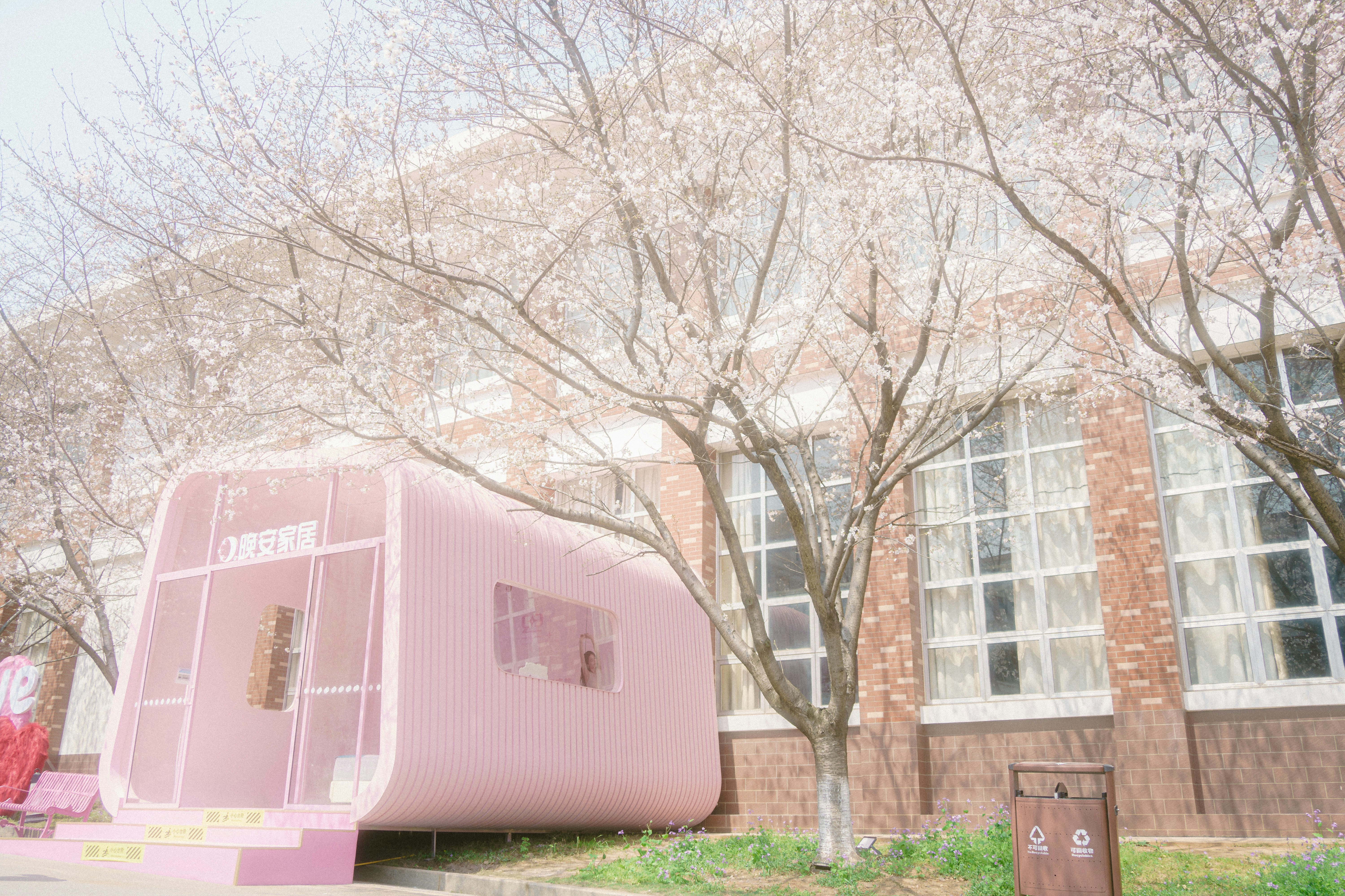 Pink structure sits beneath flowering cherry trees. photo – Free ...