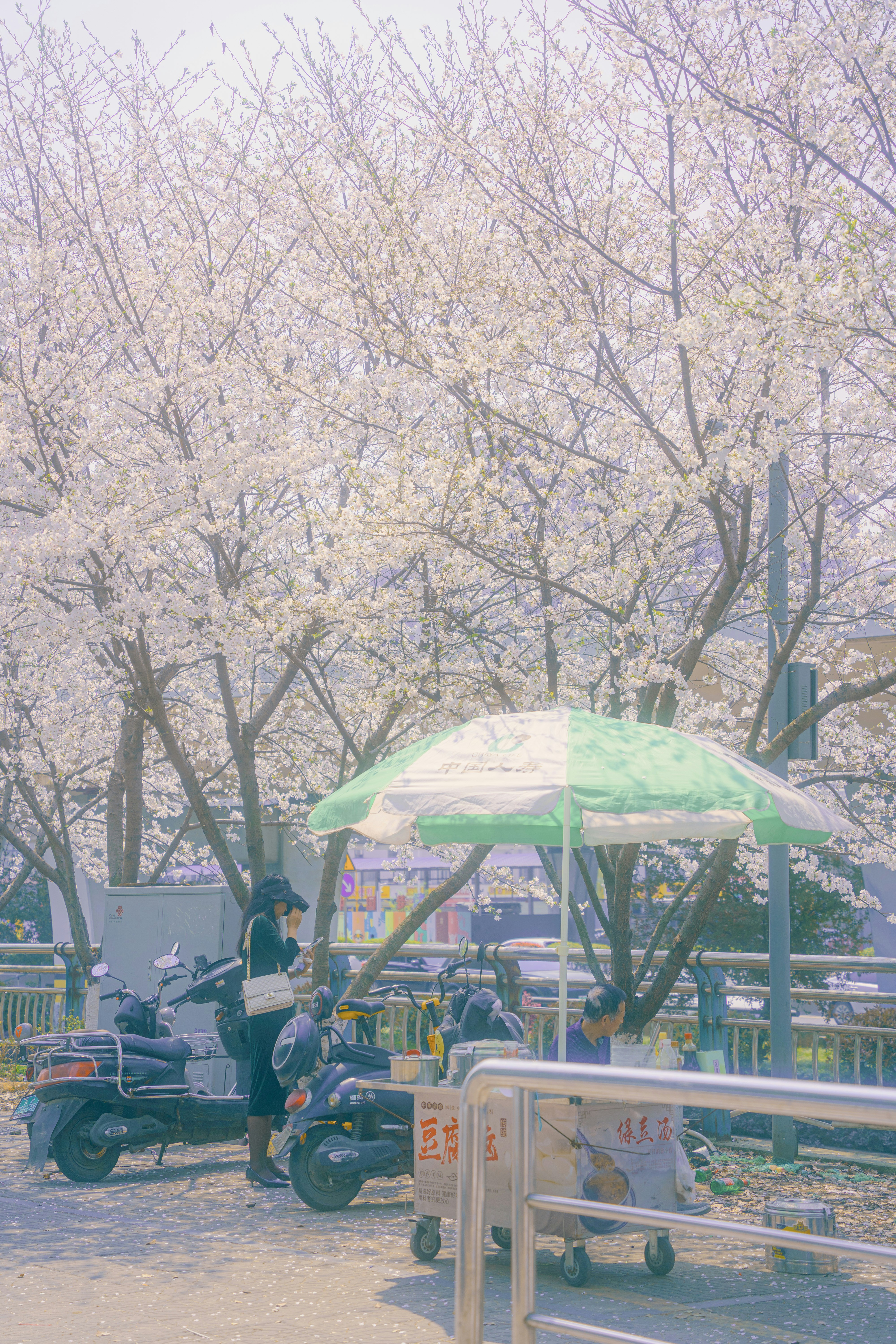 Beneath the mint umbrella: spring street scene among cherry blossoms