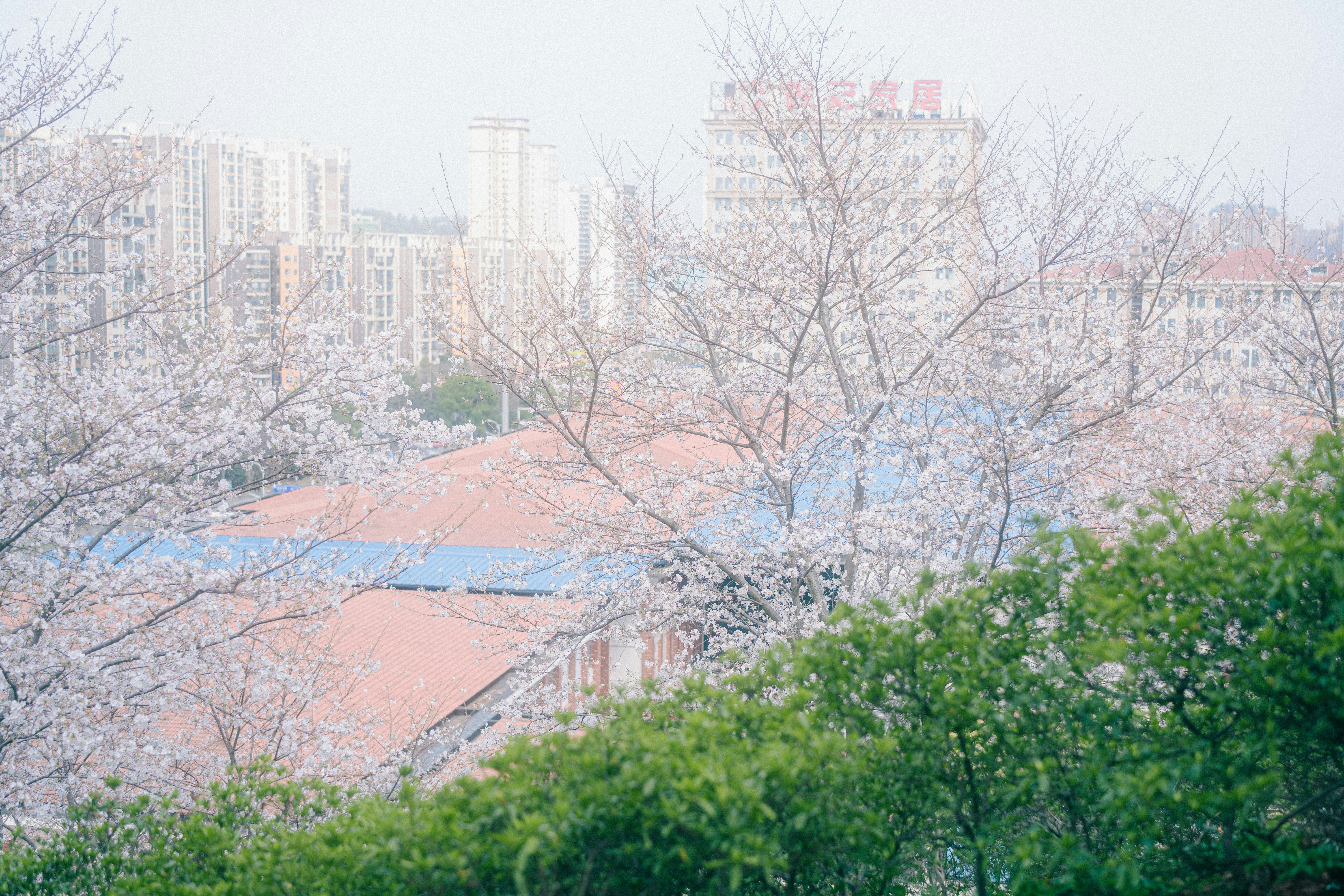 Silent Sakura Dawn Over Rooftops in Mist