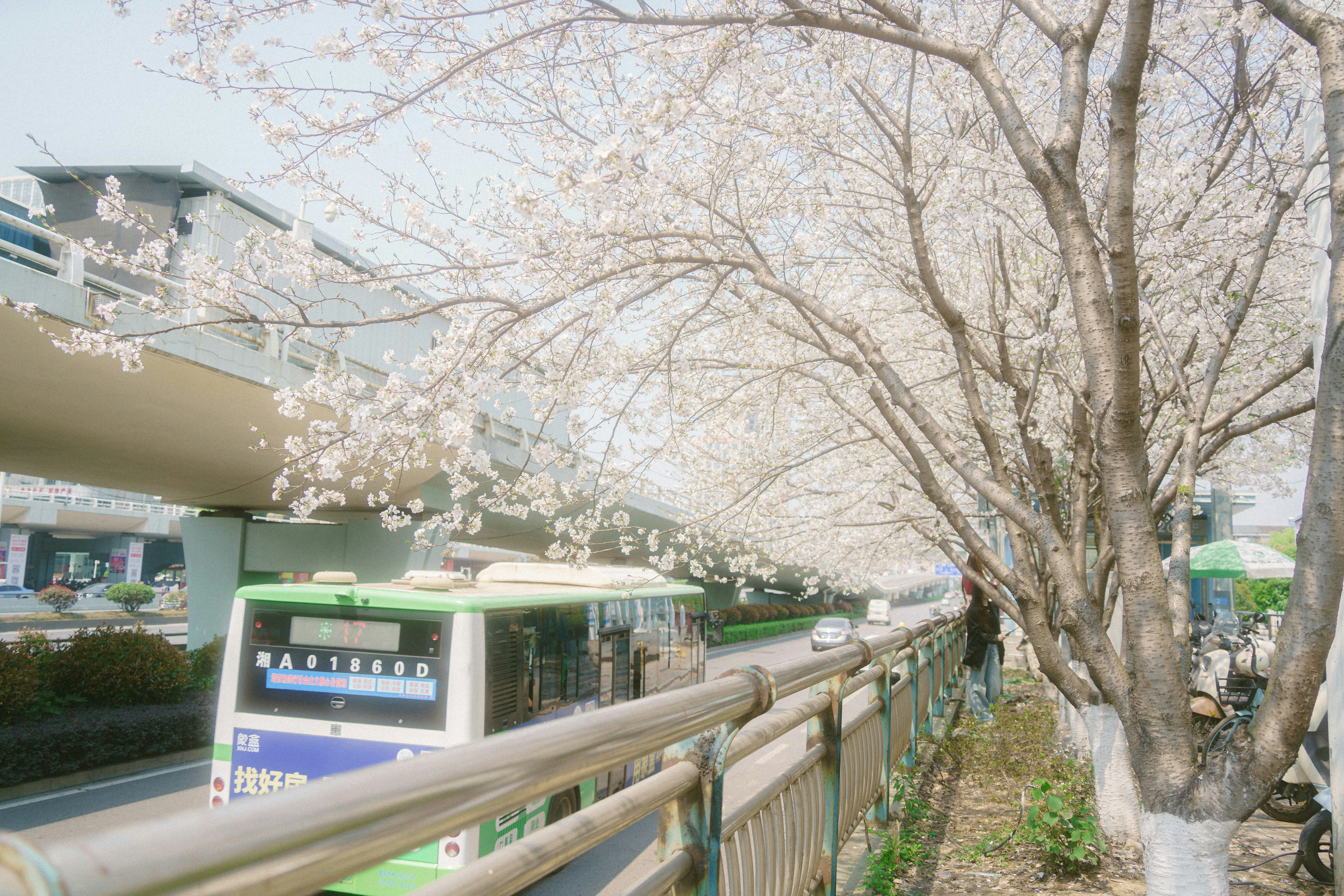 Pastel Blossom Boulevard: A Street Amid Transit and Tree Canopies