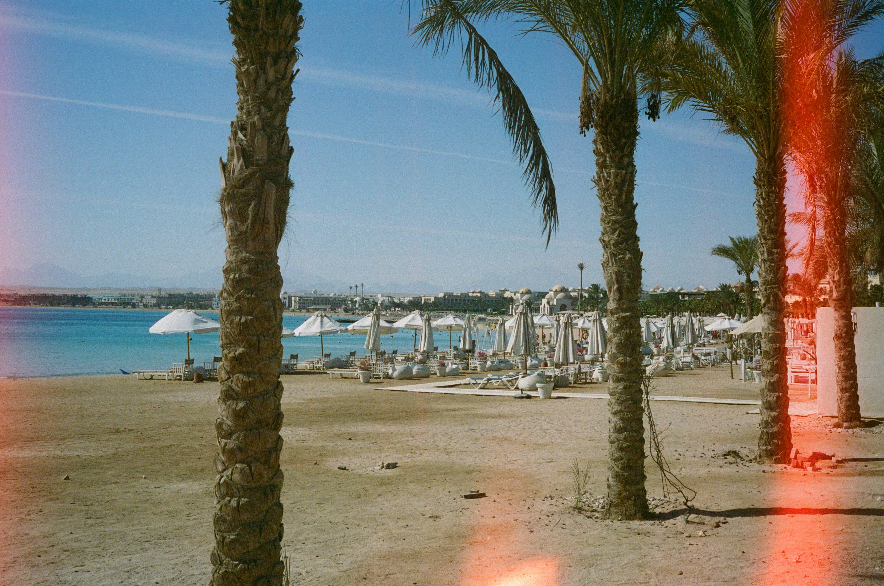 Palm trees overlook a beach with chairs and umbrellas. photo – Free ...