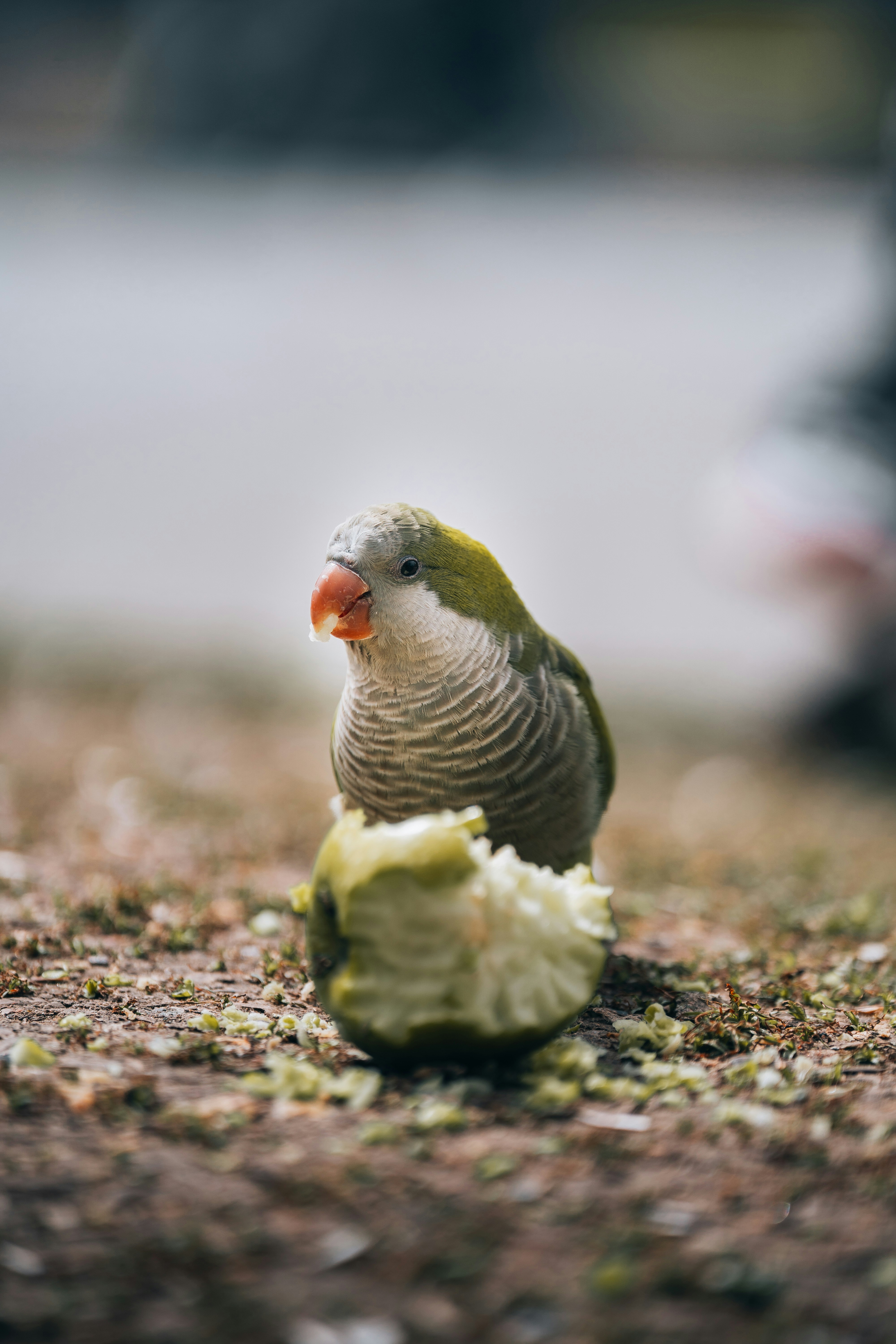 Chipper Green-Fronted Parrot Reclaiming a Crunchy Snack