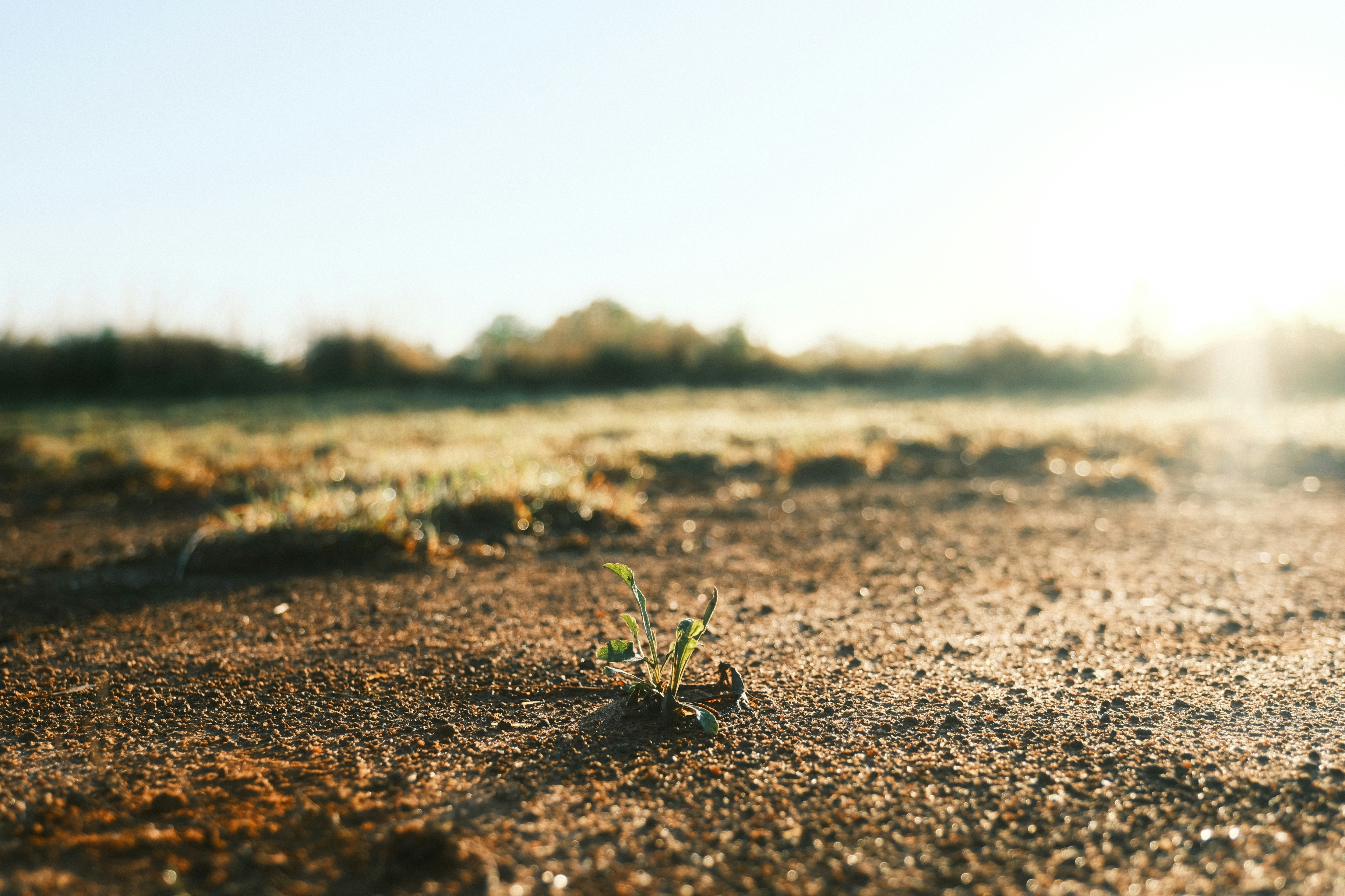 Resilience in the Dust