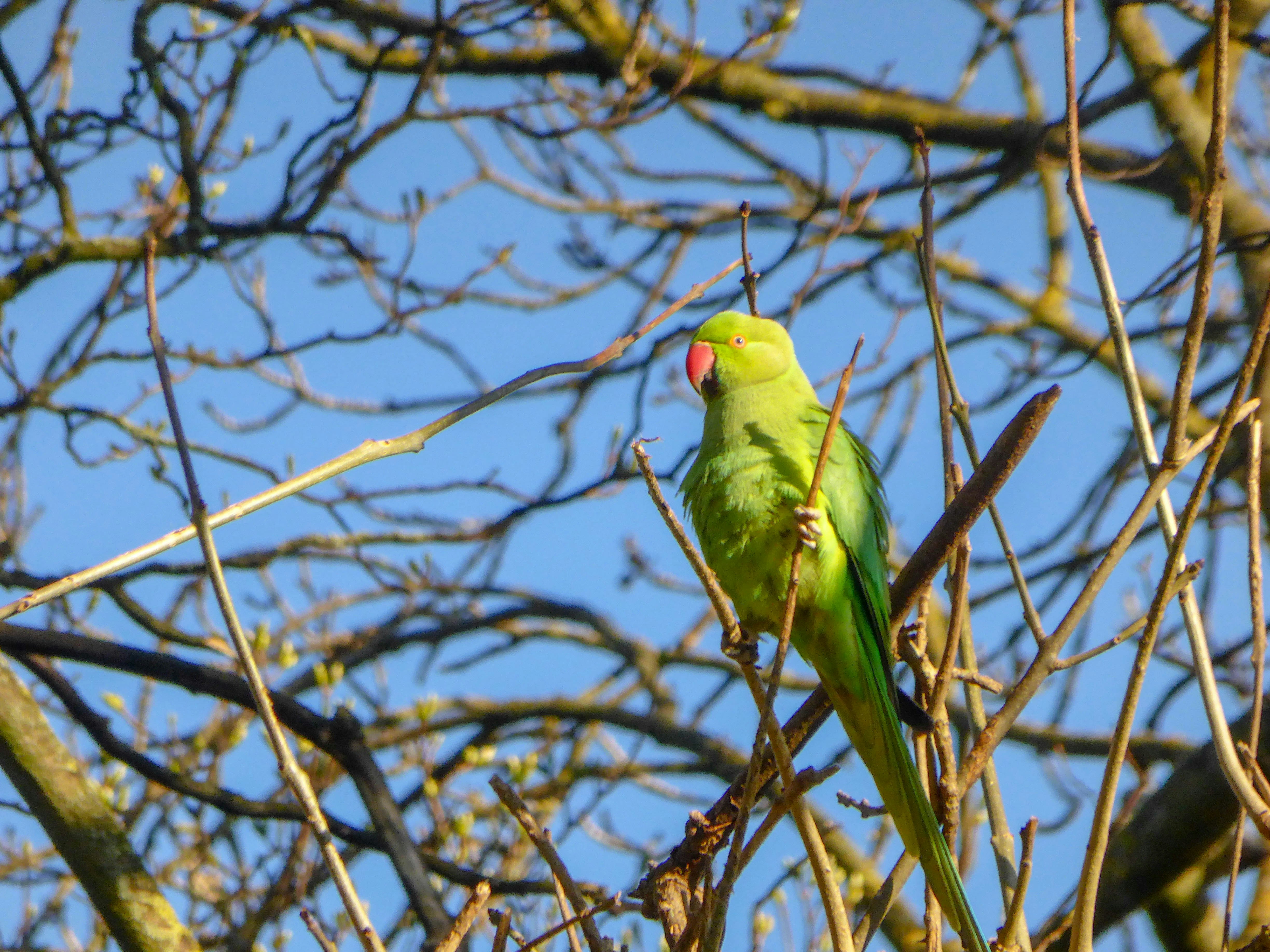 Emerald Parrot Amid a Lattice of Branches Under a Clear Blue Sky