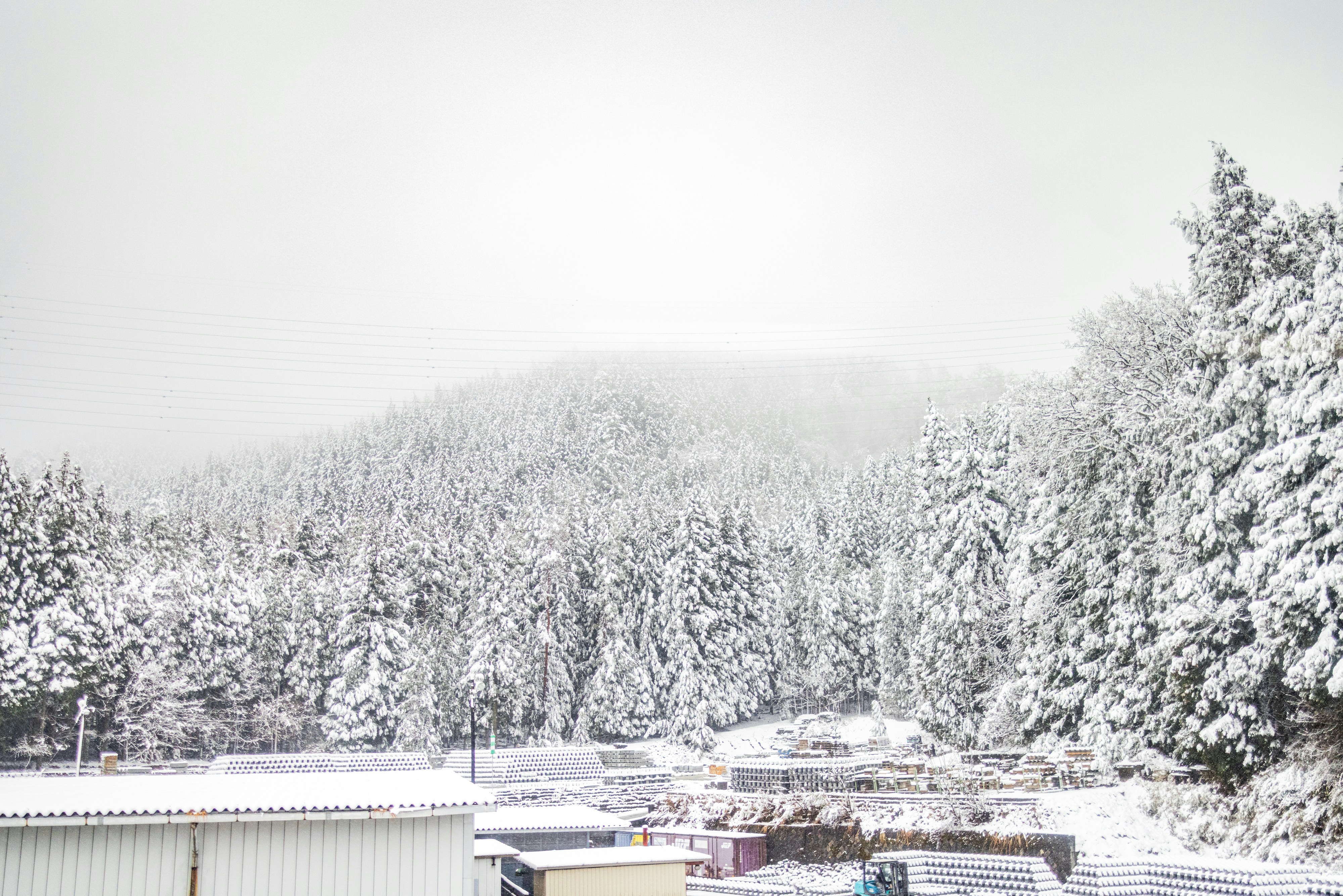 Snow covers the trees and landscape. photo – Free Forest Image on Unsplash