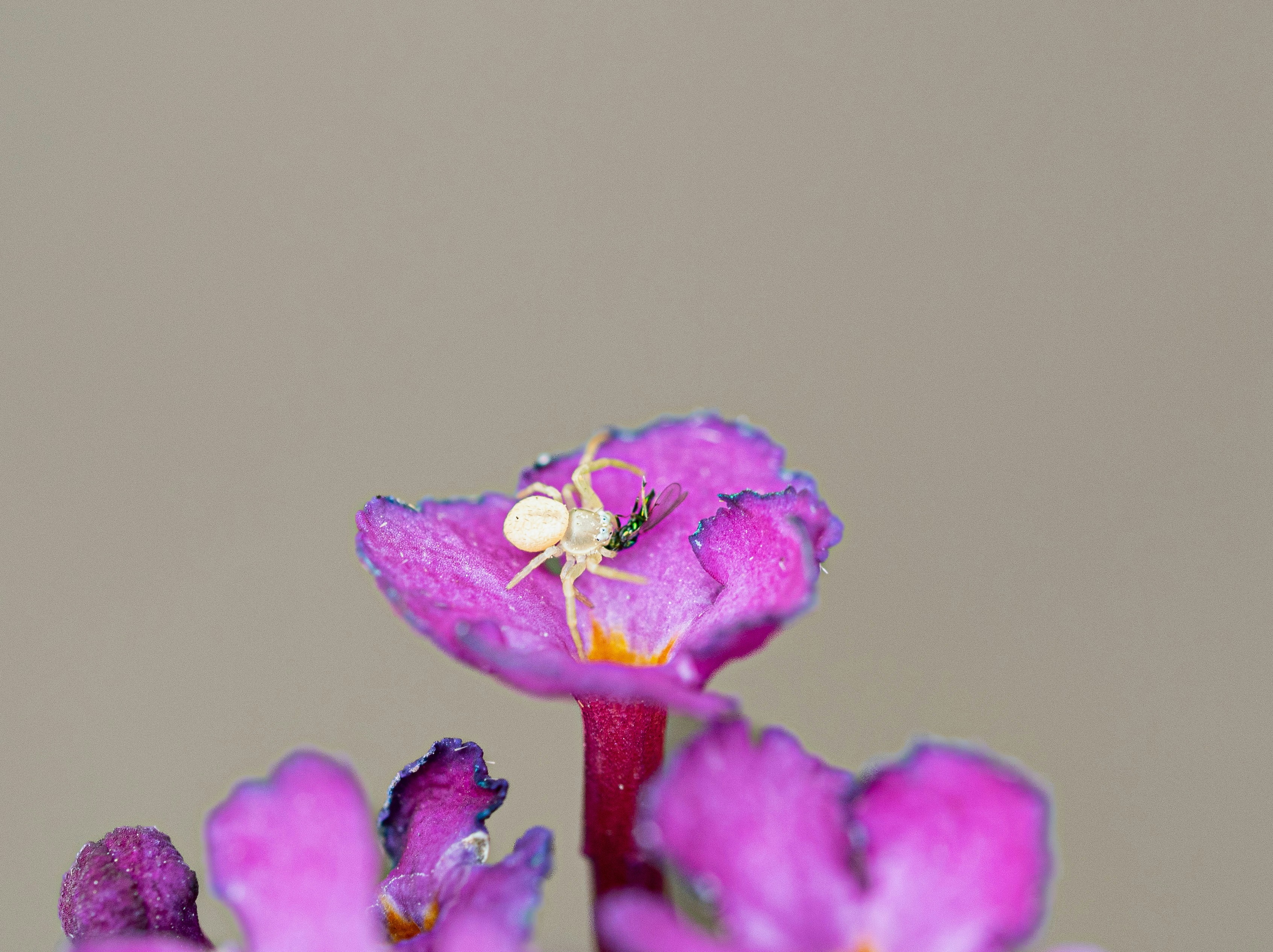 Micro Visitor on a Violet Bloom: White Arachnid in Macro