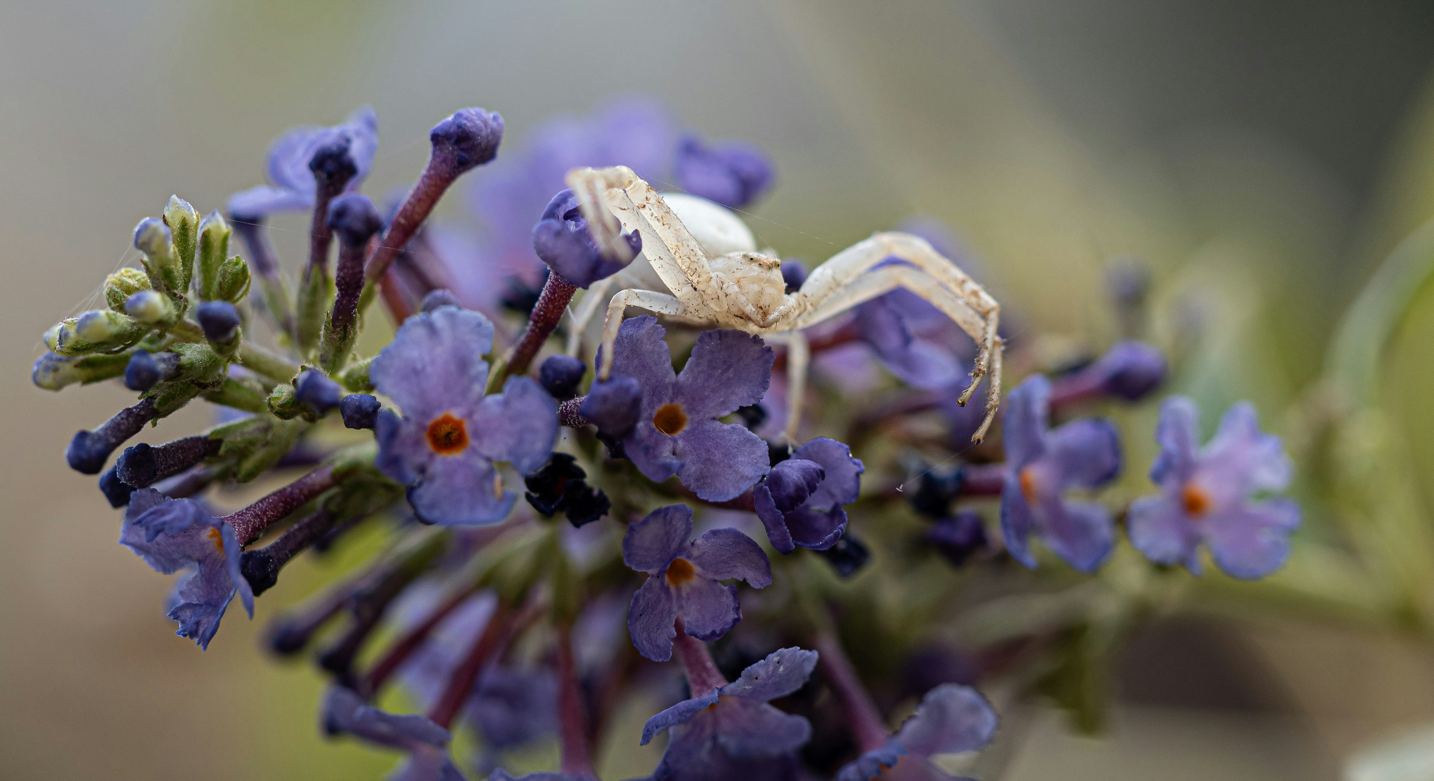 Violet Microcosm: close-up of tiny blossoms with a creamy backdrop